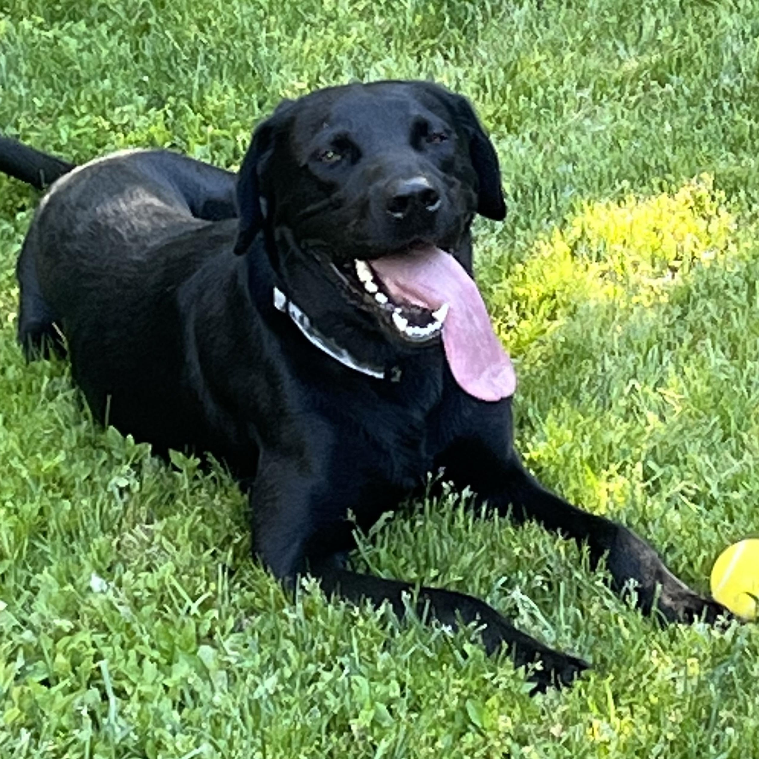 Dog for adoption - Maverick, a Labrador Retriever in San Francisco, CA ...