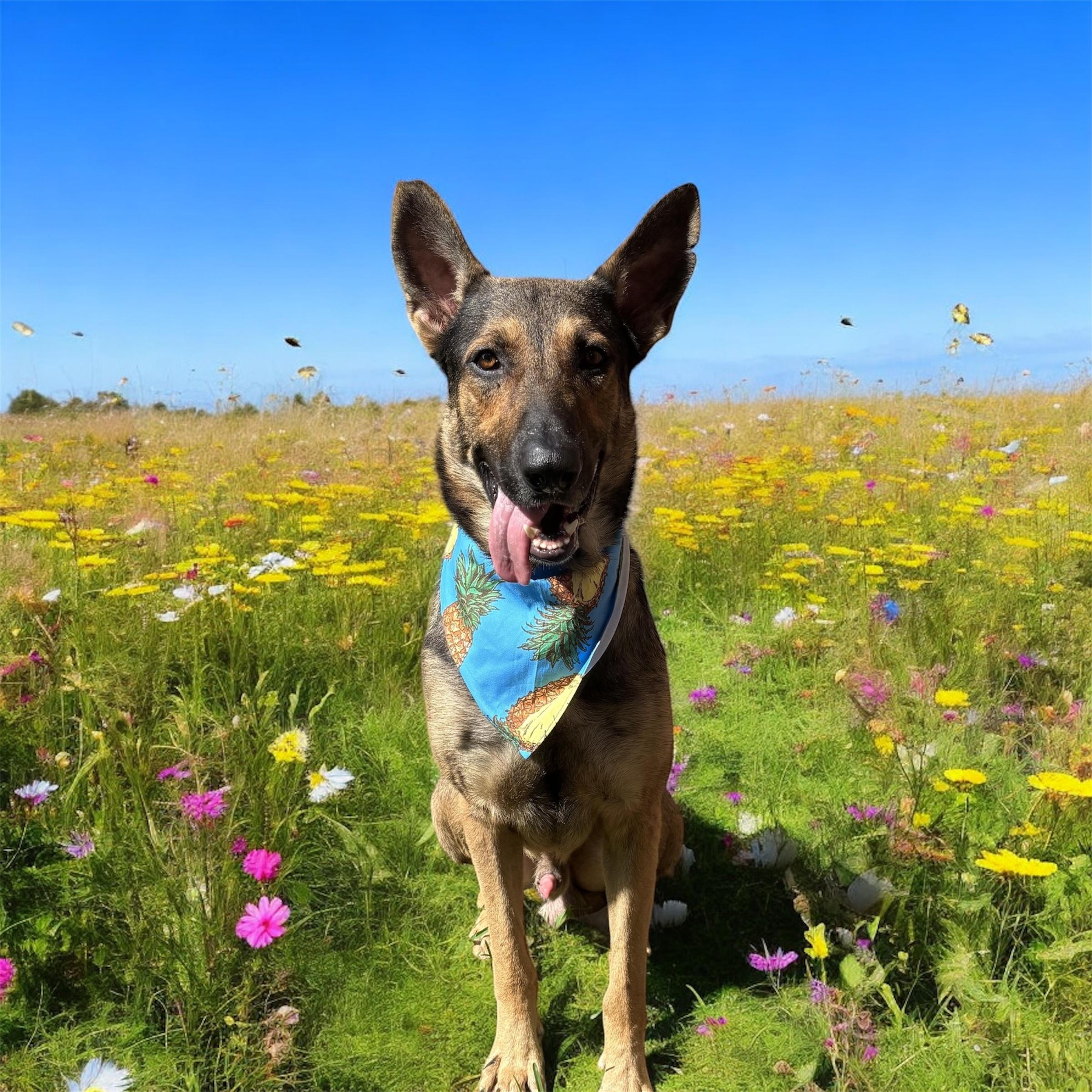 Dog for adoption - MAX GS, a German Shepherd Dog in Bellevue, WA ...