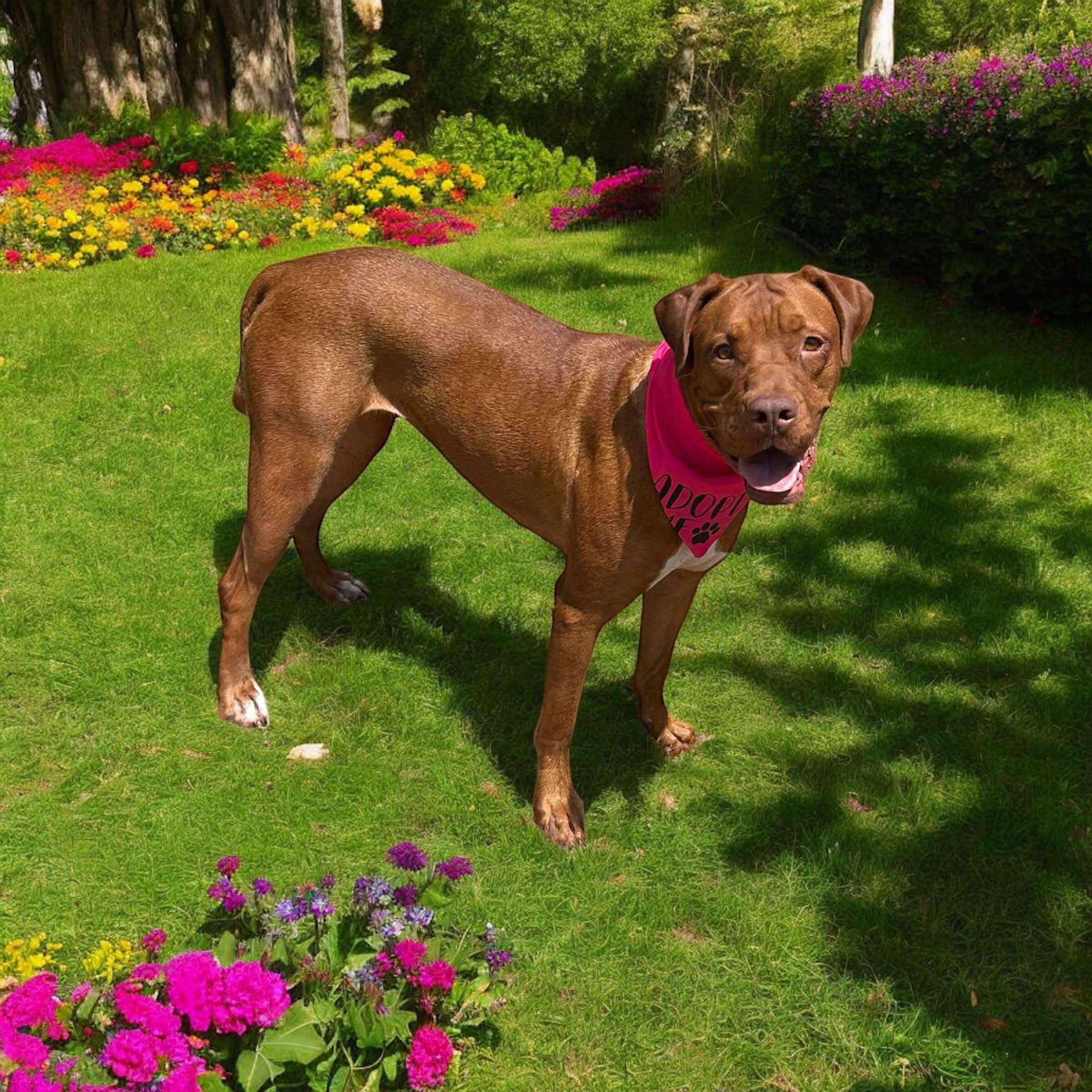 Dog for adoption - Valkyrie, a Vizsla Mix in Towson, MD | Petfinder