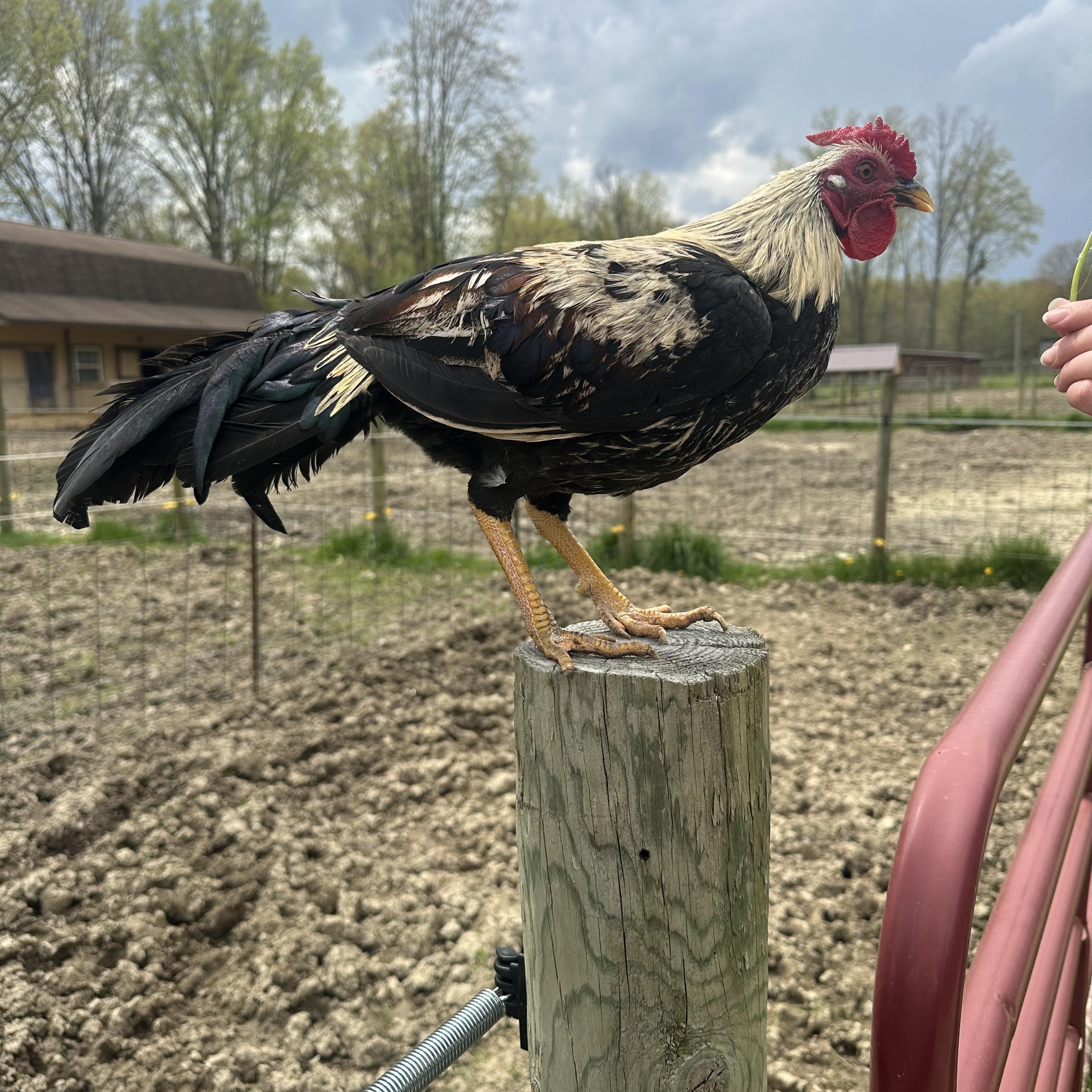 Chicken for adoption - Boyardee, a Chicken in Ravenna, OH | Petfinder