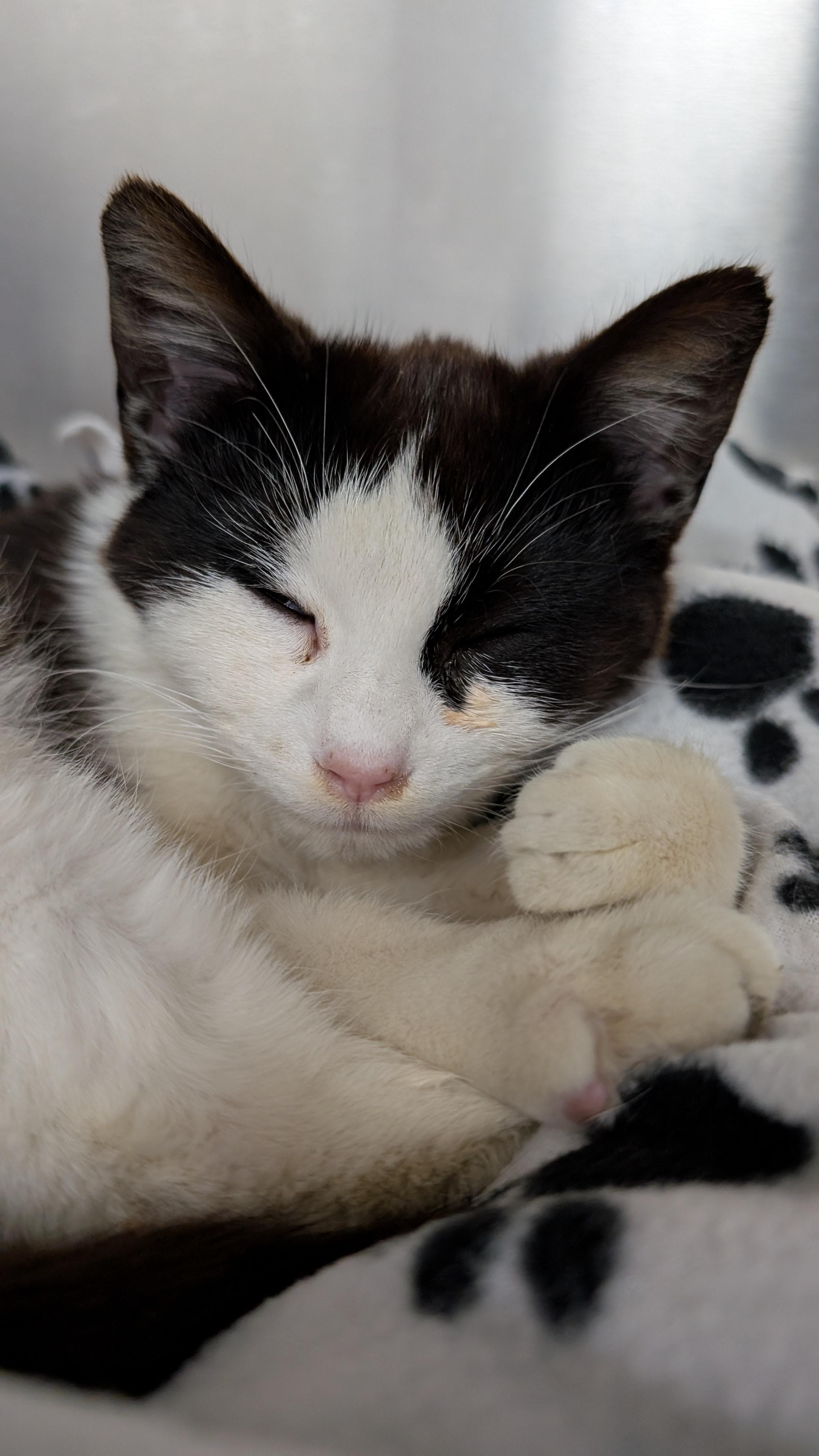 Cat for adoption - Trixie, a Domestic Short Hair in New Ulm, MN | Petfinder