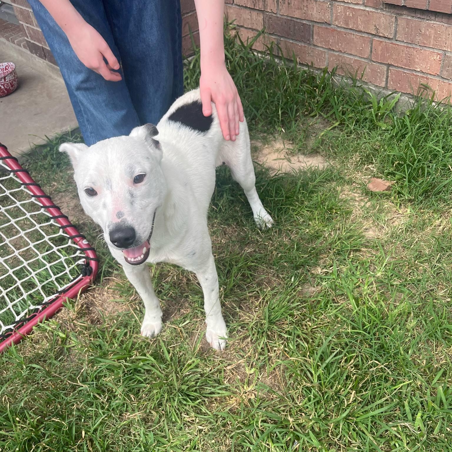 Dog for adoption - Bauer, an American Staffordshire Terrier Mix in ...