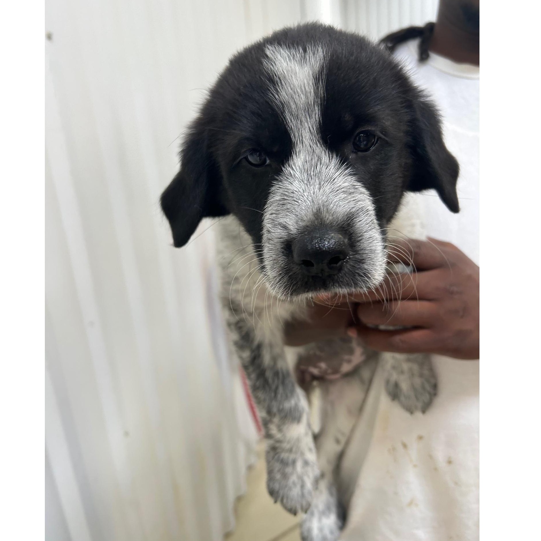 Dog for adoption - Jaynee, an Australian Cattle Dog / Blue Heeler ...