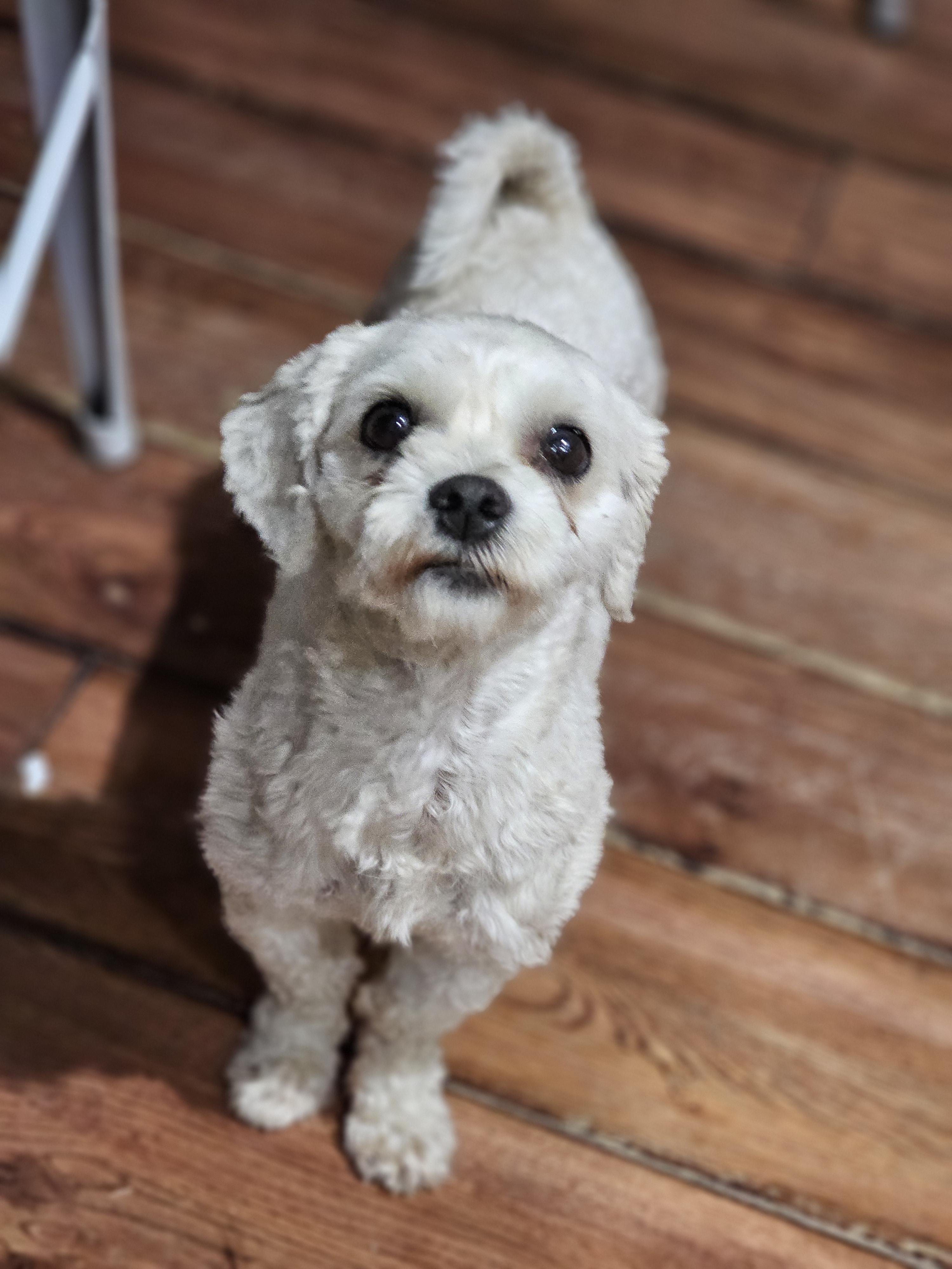 Dog for adoption - Rusty Springfield, a Shih poo in Springfield , IL ...