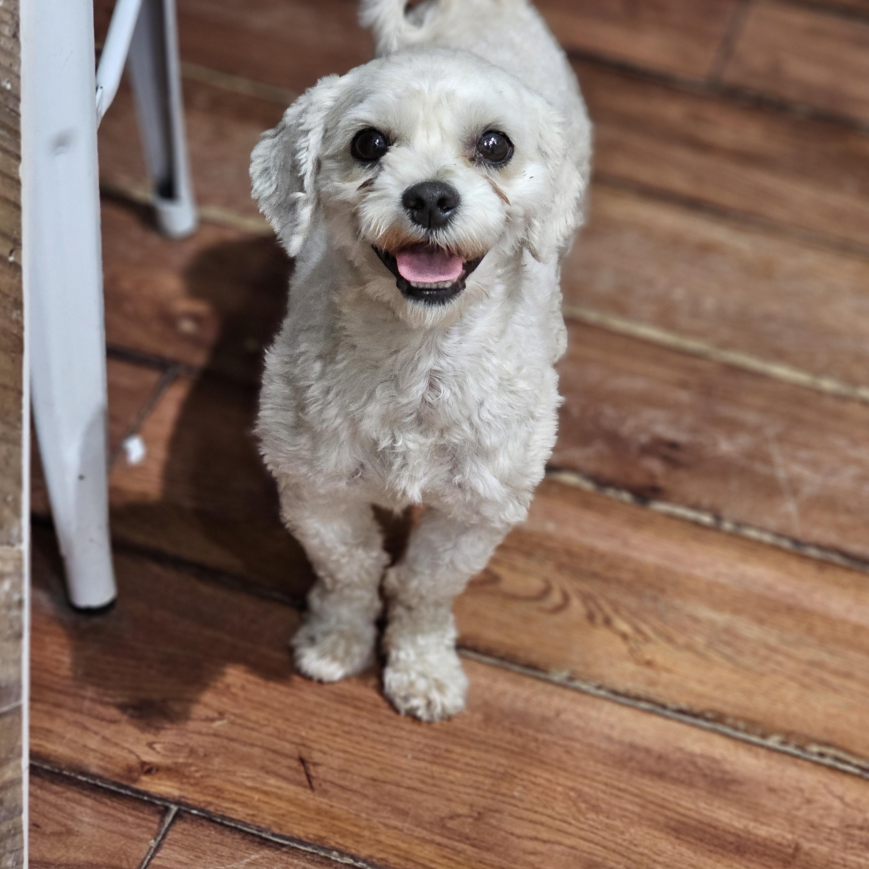 Dog for adoption - Rusty Springfield, a Shih poo in Springfield , IL ...