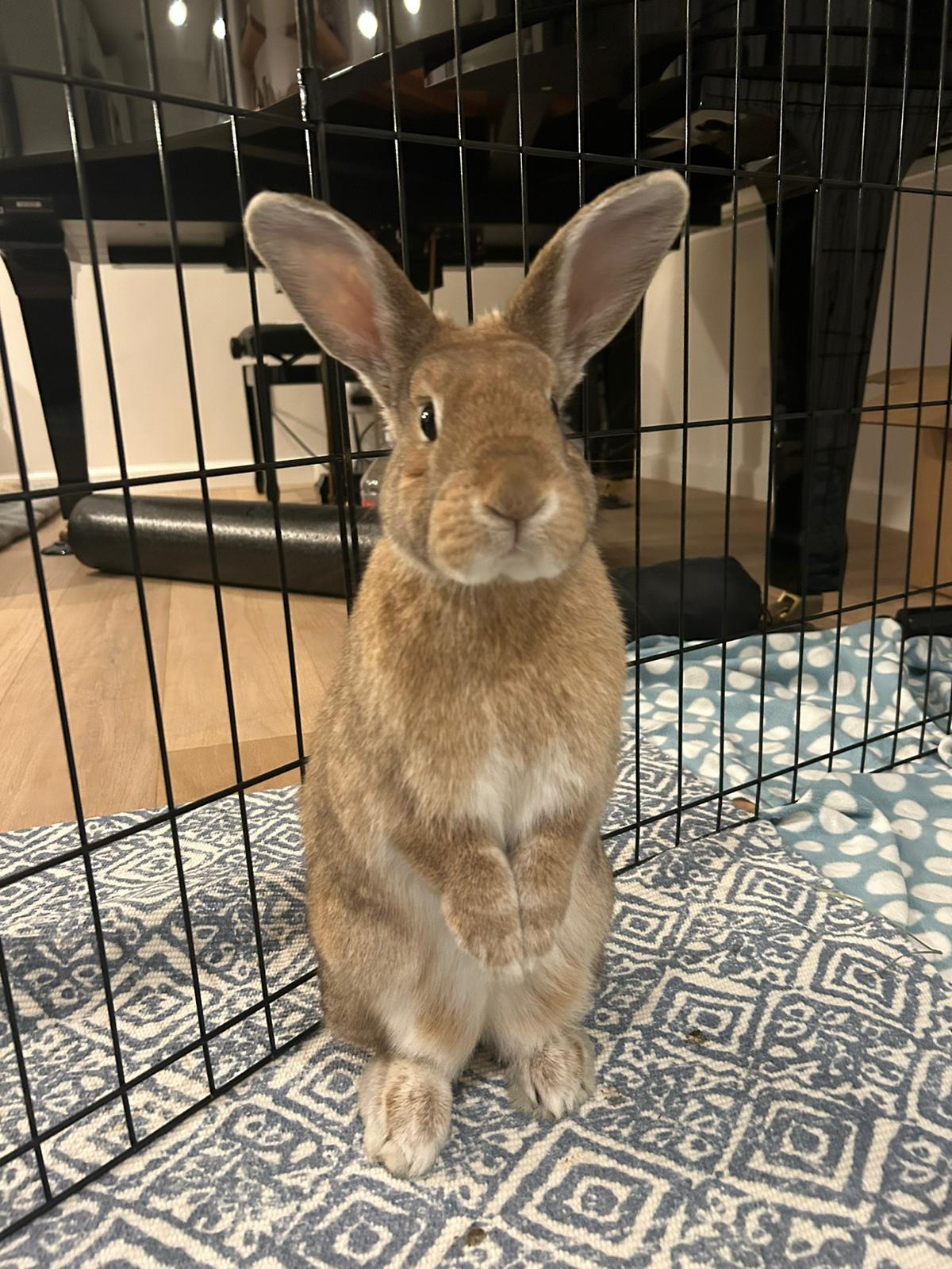 Rabbit for adoption - Theodore, a Bunny Rabbit in Livermore, CA | Petfinder