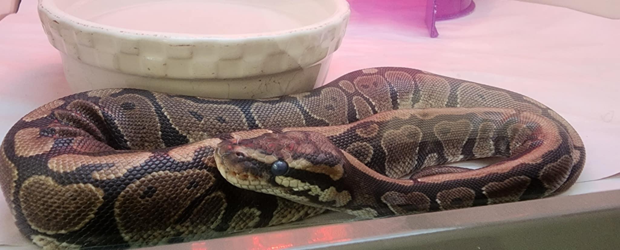 Snake for adoption - Severus Snake-#46344, a Ball Python in Columbia ...