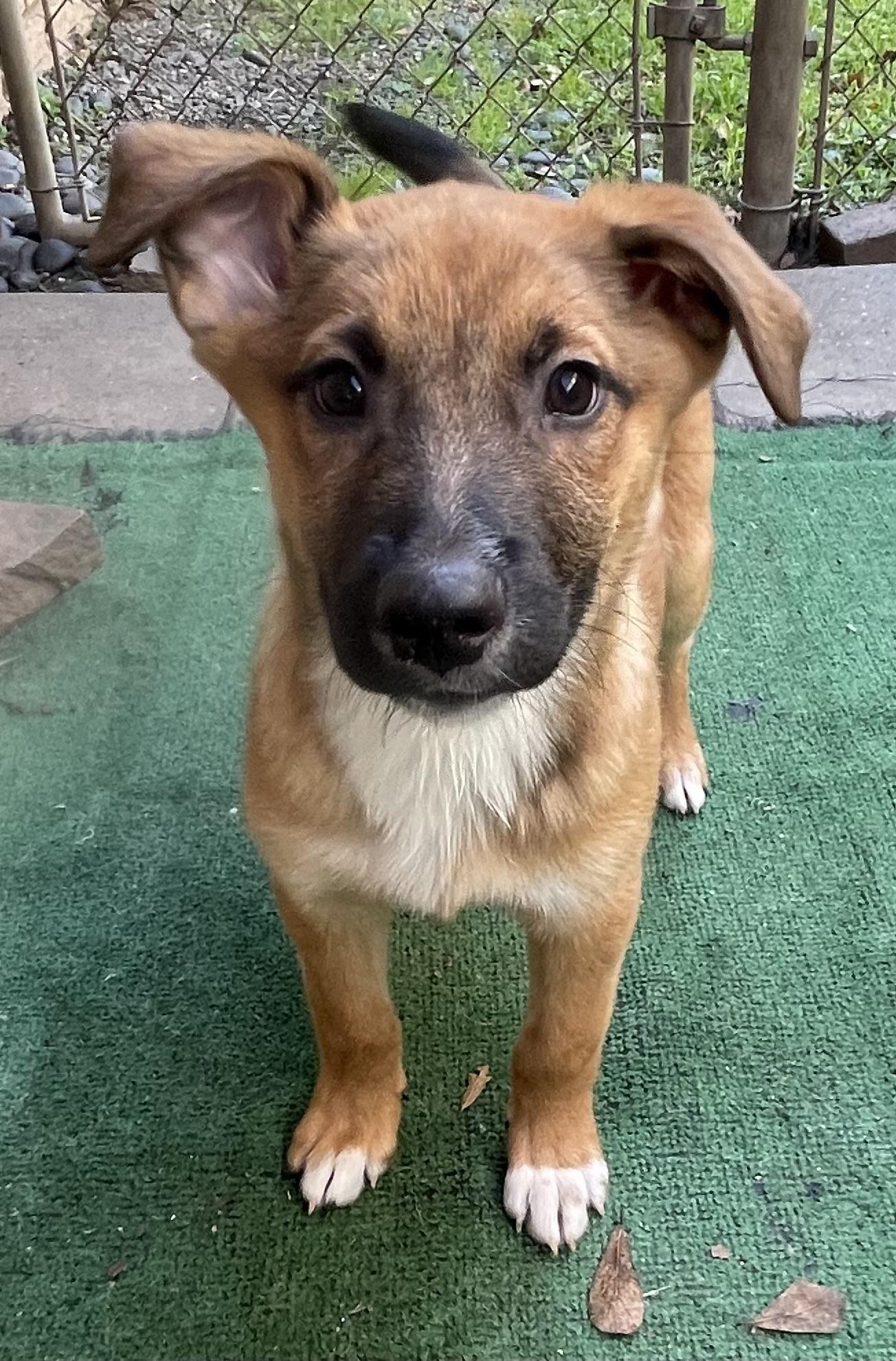 Dog for adoption - Amaya, a German Shepherd Dog Mix in Bellaire, TX ...
