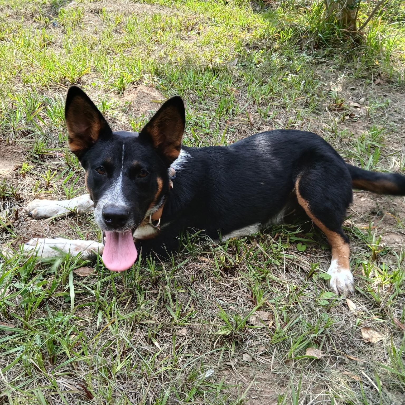 Dog for adoption - SCOUT (Loves Kids, Good With Other Dogs, Sweet ...