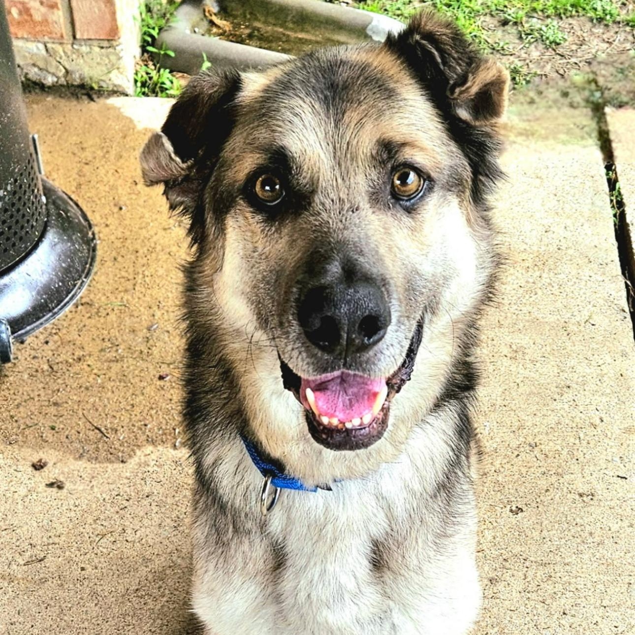 Dog for adoption - Charlie, a German Shepherd Dog Mix in Tacoma, WA ...