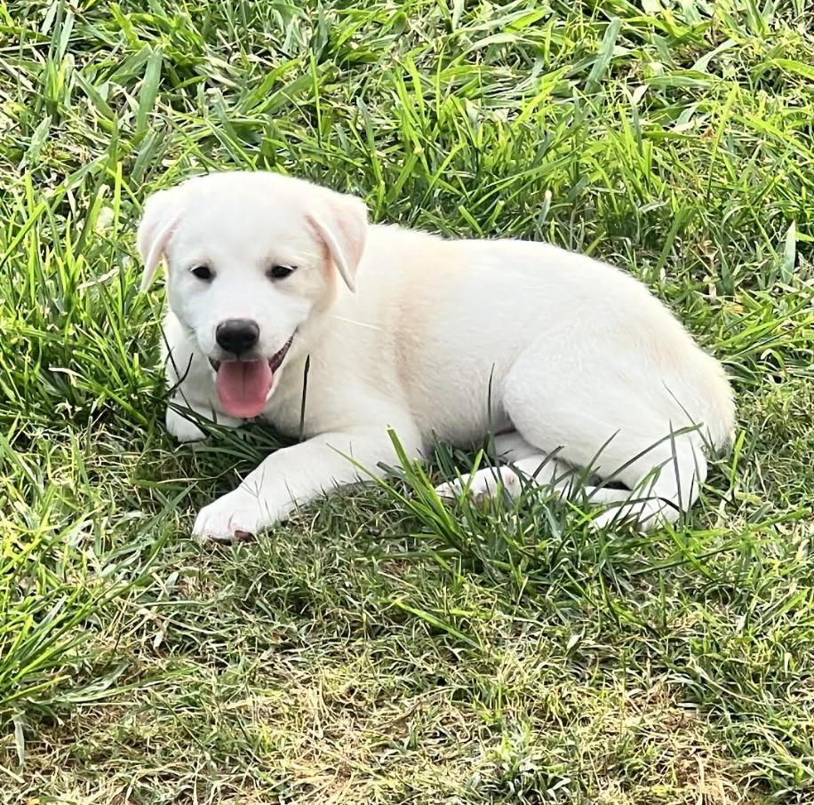 Dog for adoption - Mouser, a Labrador Retriever in Boston, MA | Petfinder