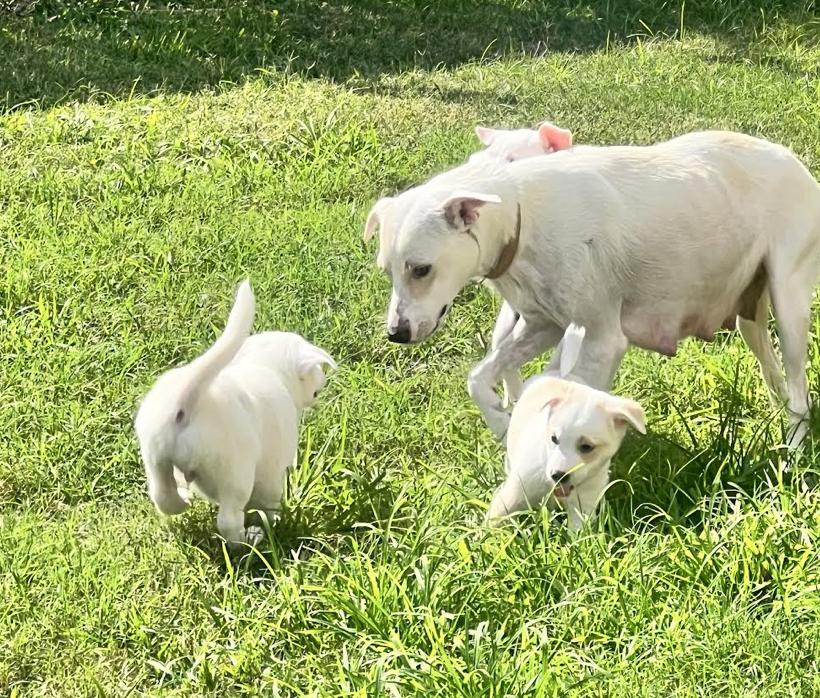 Dog for adoption - Mouser, a Labrador Retriever in Boston, MA | Petfinder