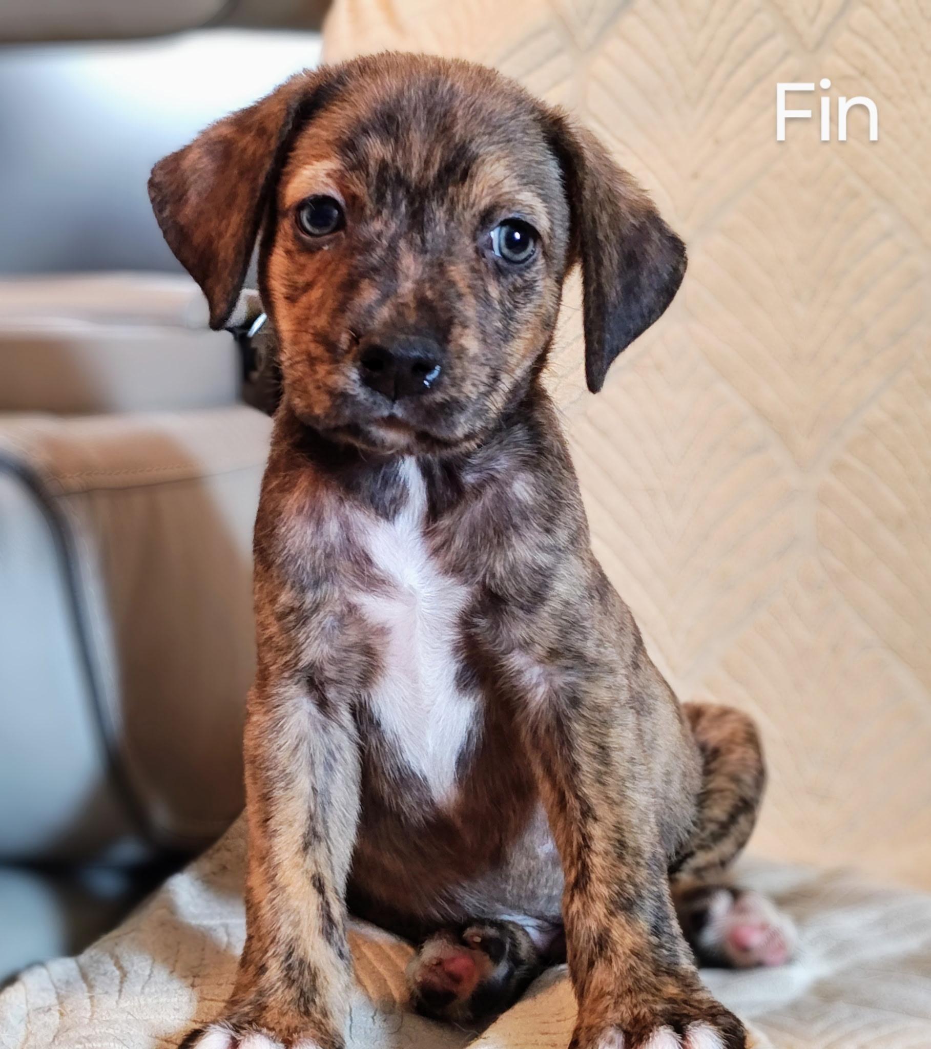 Dog for adoption - Fin ~ Adoption Pending, a Hound Mix in Medfield, MA ...