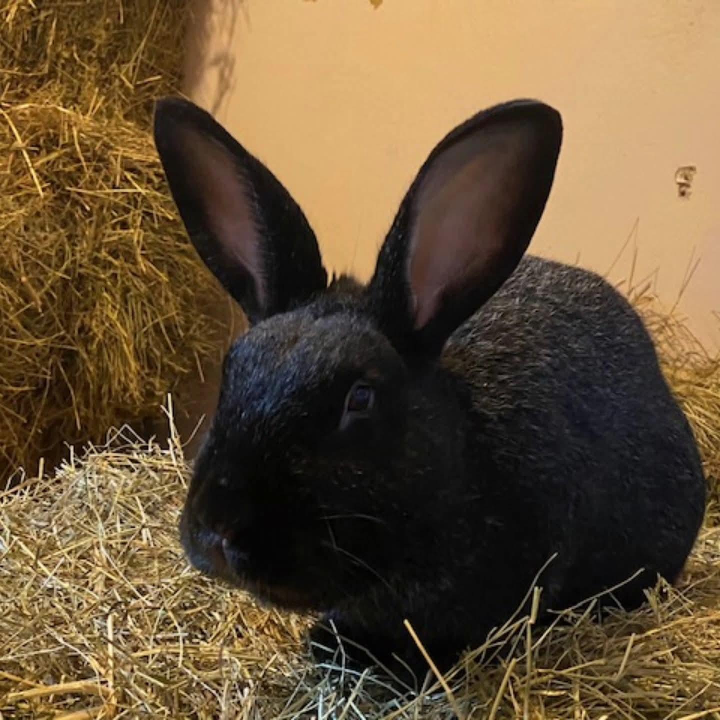 Rabbit for adoption - Pinecone, a Champagne D'Argent in Winnipeg, MB ...