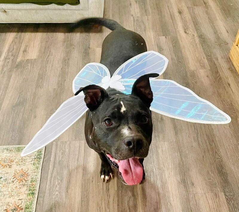 Dog for adoption - Baylor Banjo Morning Coffee Buddy, a Pit Bull ...