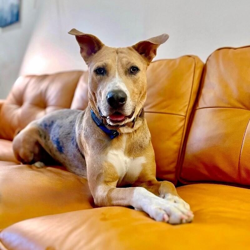 Dog for adoption - Parker Sparkles the Companion Dog, a Catahoula ...