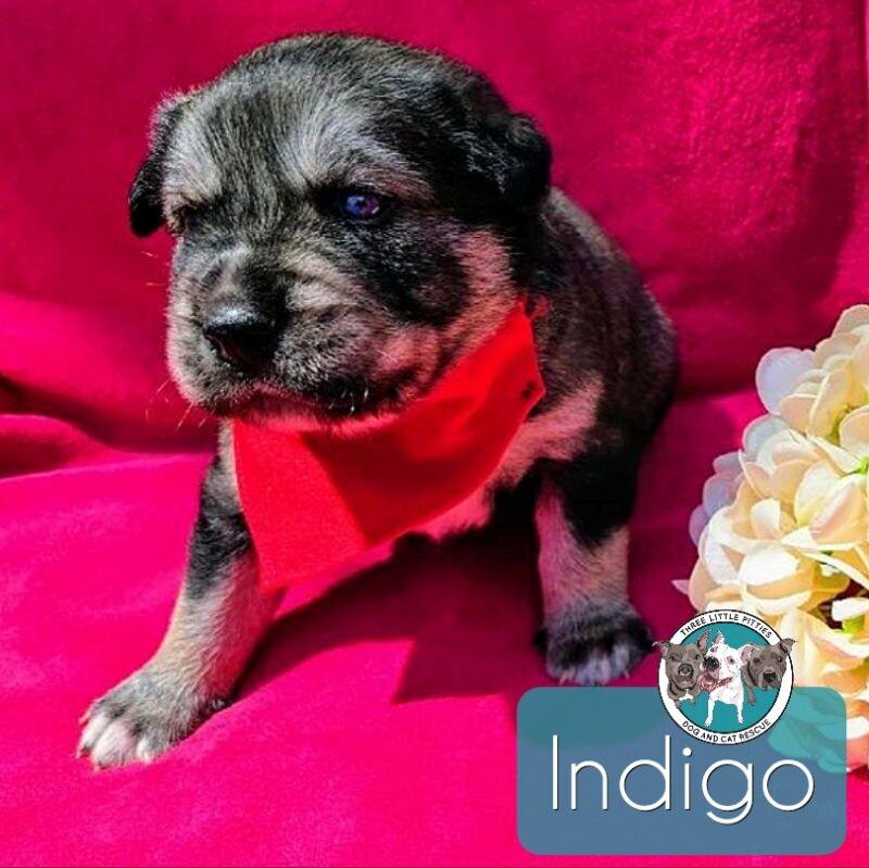 Dog for adoption - Indigo Flower Power, a Husky & Labrador Retriever ...