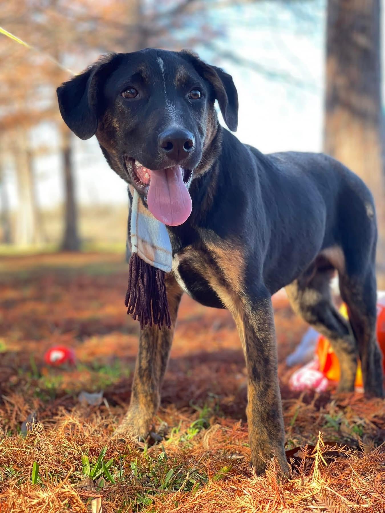 Dog for adoption - Elton John, a Plott Hound & Mountain Cur Mix in ...