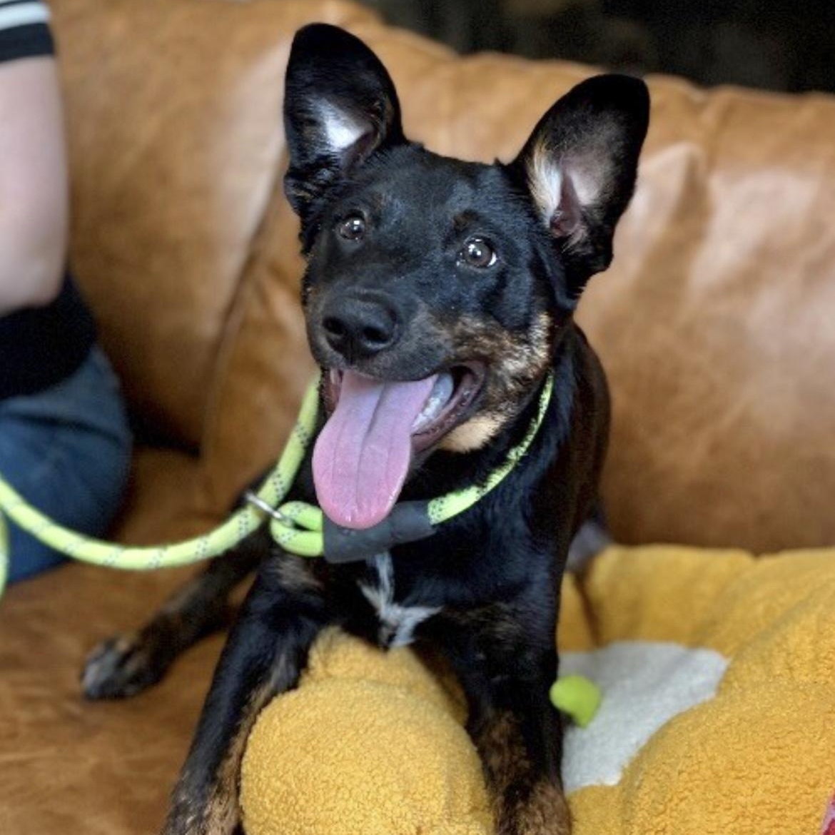 Dog for adoption - Bob Tail Bear, an Australian Shepherd & Labrador ...