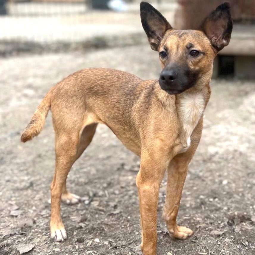 Dog for adoption - Roxy, a Toy Fox Terrier & Russian Toy Dog Mix in ...