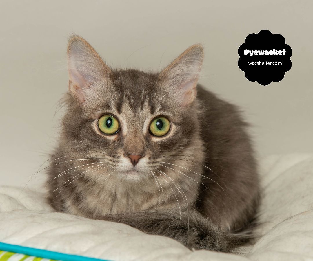 Cat for adoption - PYEWACKET (Loves Other Cats), a Domestic Long Hair ...