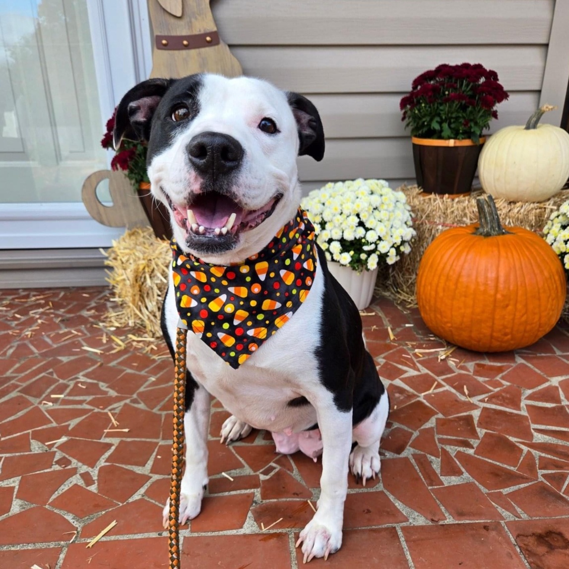 Dog for adoption - VIRGINIA, a Labrador Retriever in Warwick, RI ...