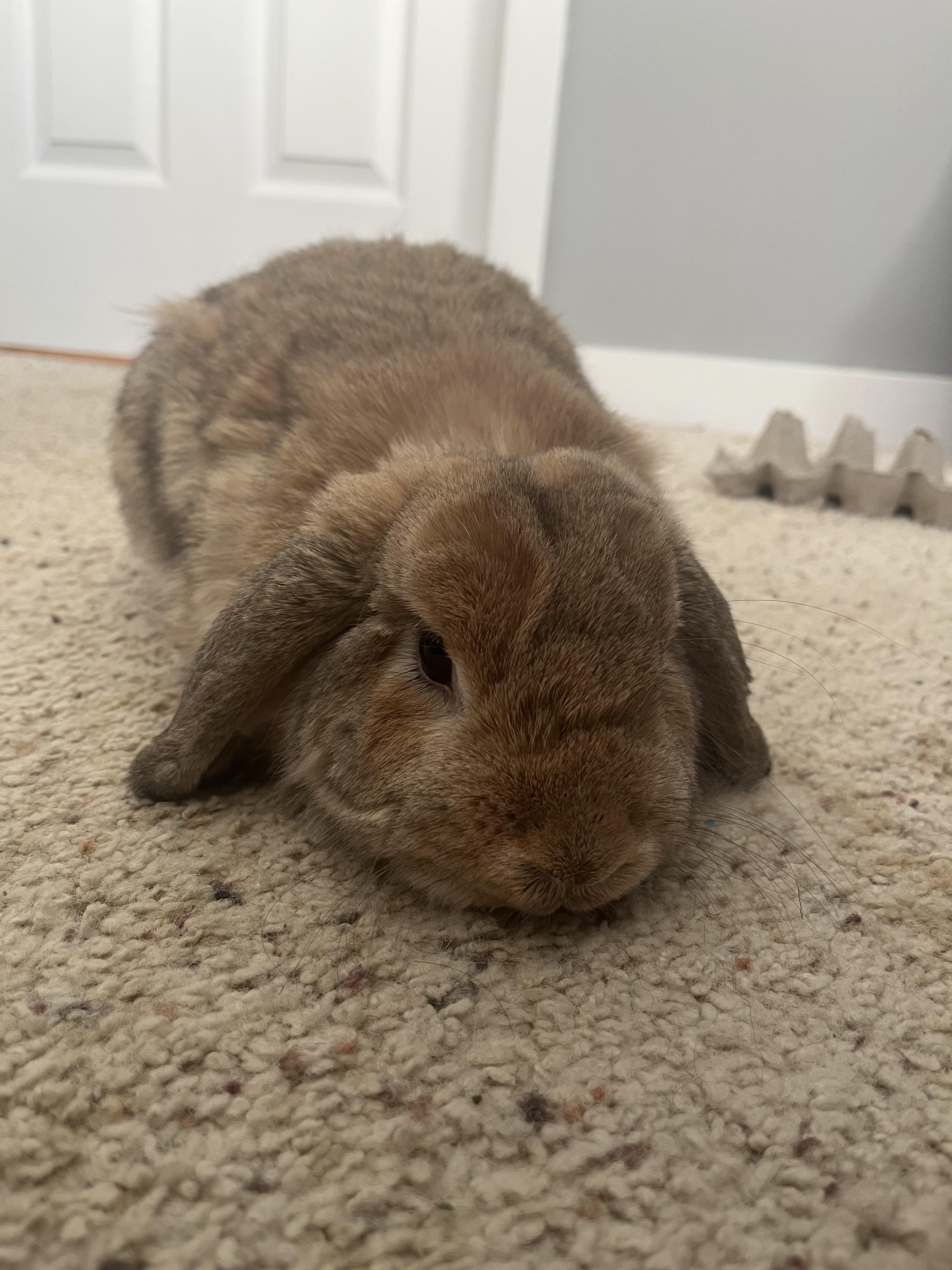 Rabbit for adoption - Annie, a Holland Lop in Gig Harbor, WA | Petfinder