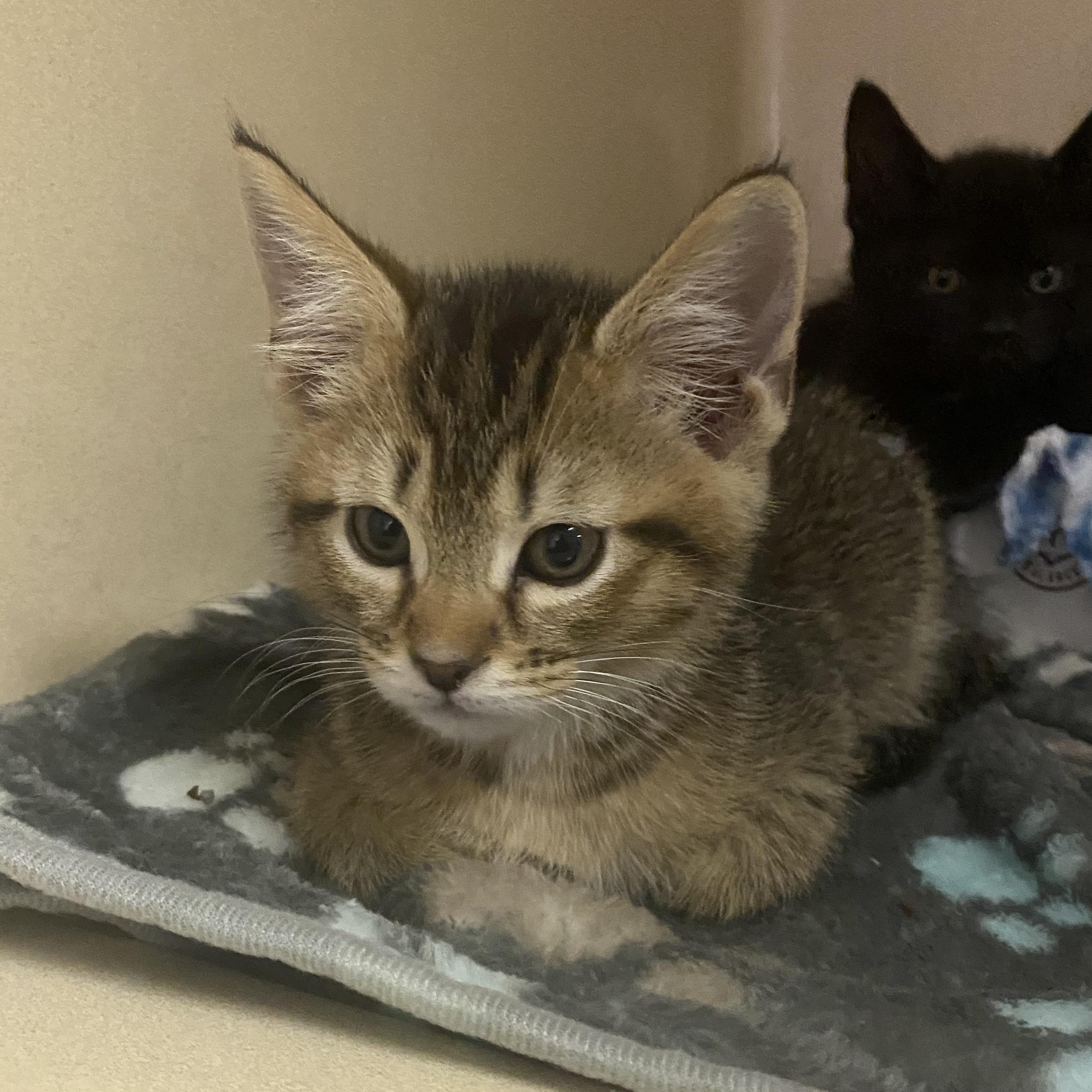 Cat for adoption - Falafel, a Domestic Short Hair in Elyria, OH | Petfinder