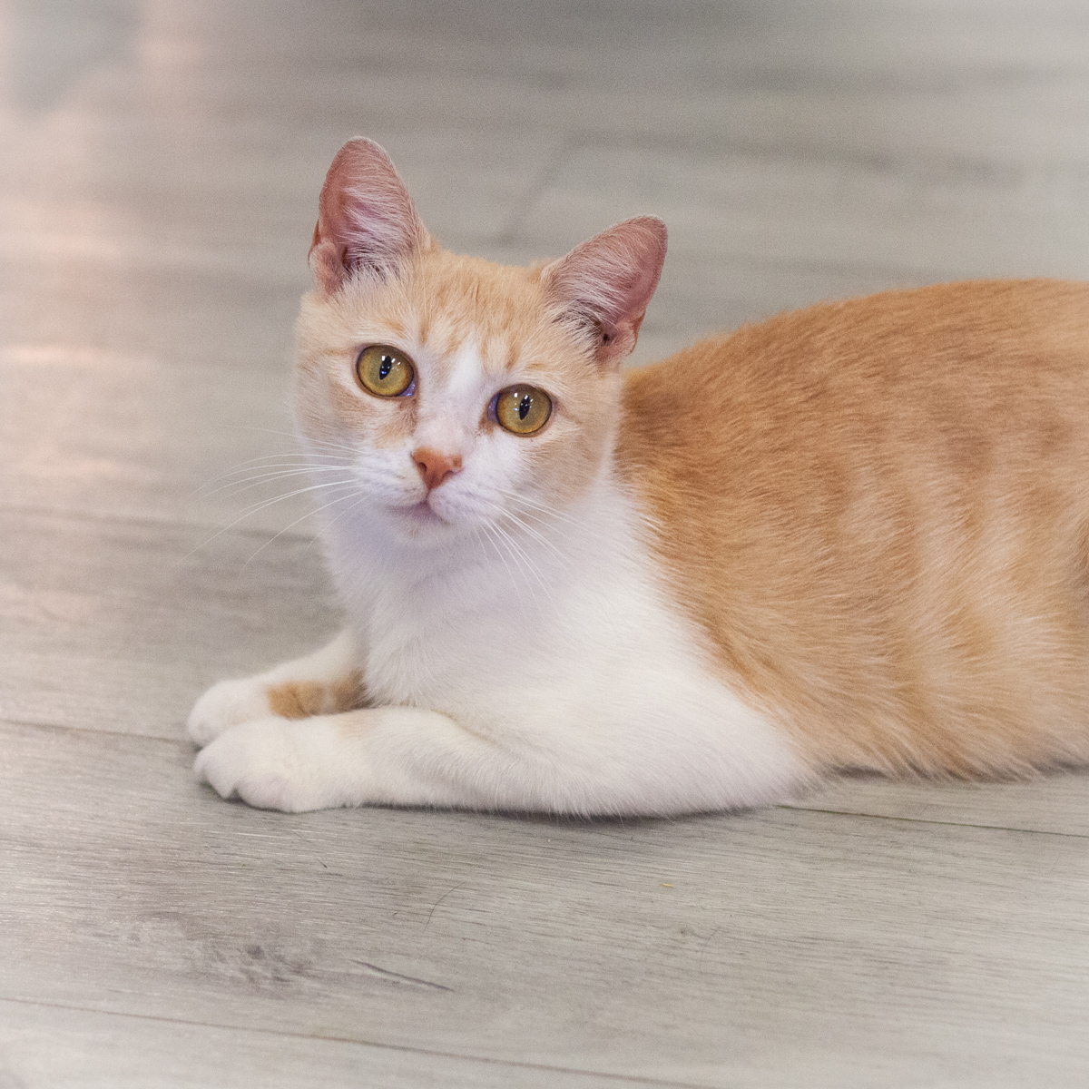 Cat for adoption - Nectar, a Domestic Short Hair in Ponte Vedra, FL ...