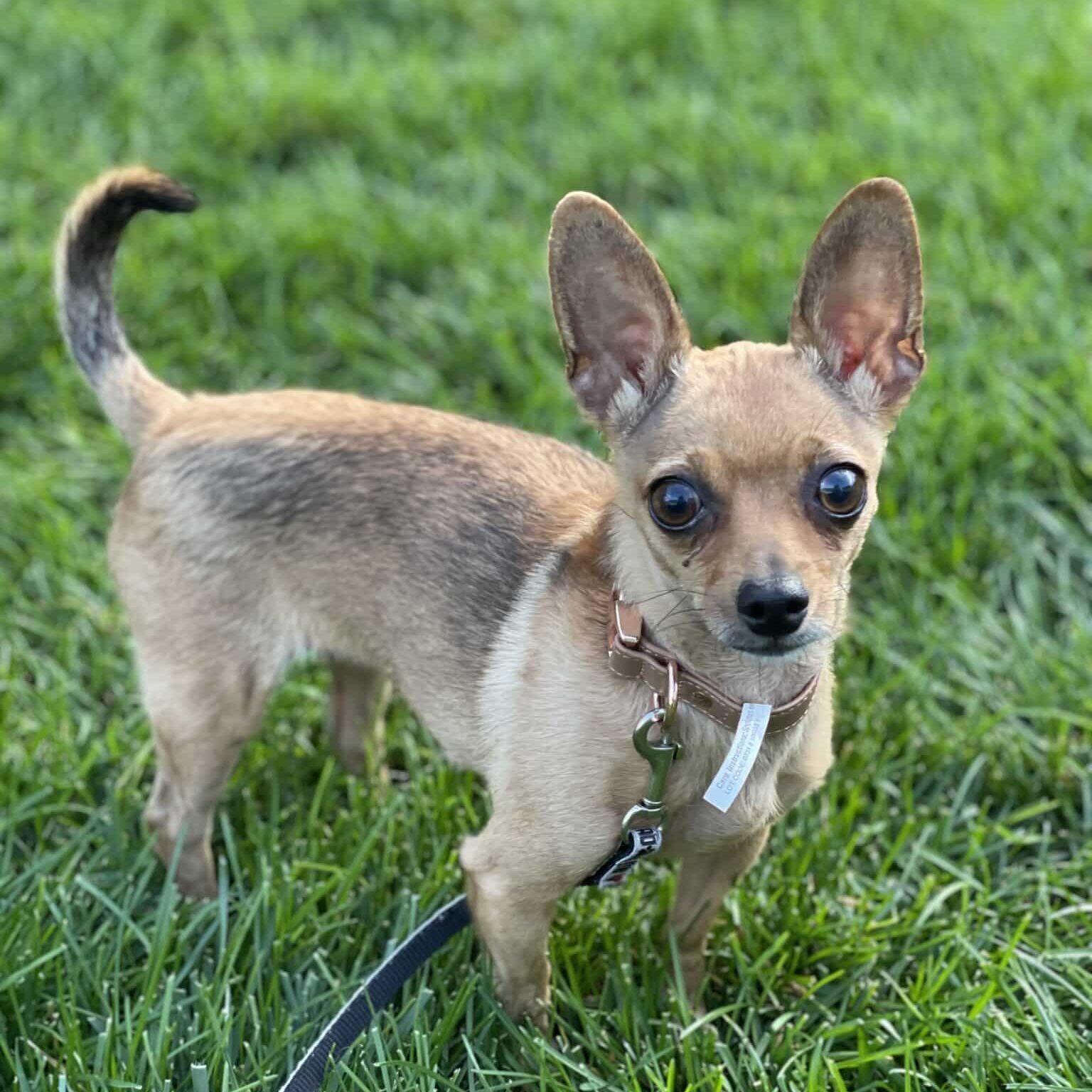 Dog for adoption - Bambi, a Chihuahua Mix in Mead, CO | Petfinder