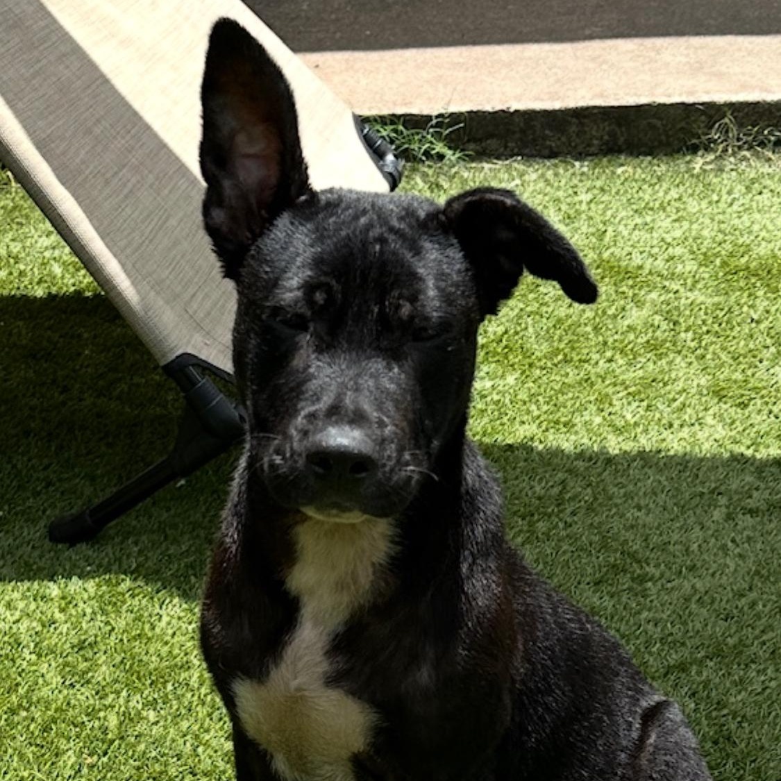 Dog for adoption - Arby, a Black Labrador Retriever Mix in Houston, TX ...