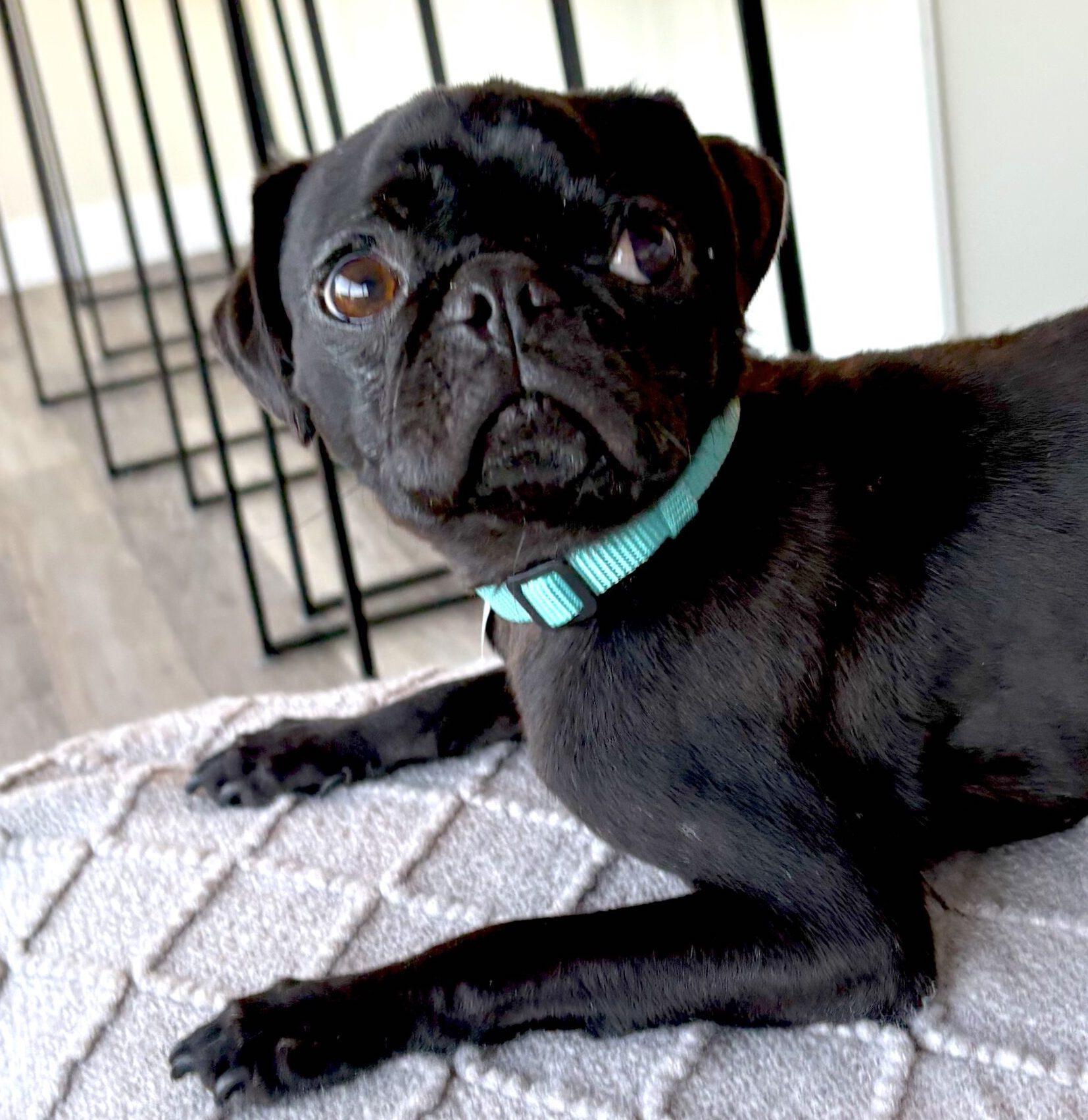 Dog for adoption - Jimmy, a Pug in San Mateo, CA | Petfinder