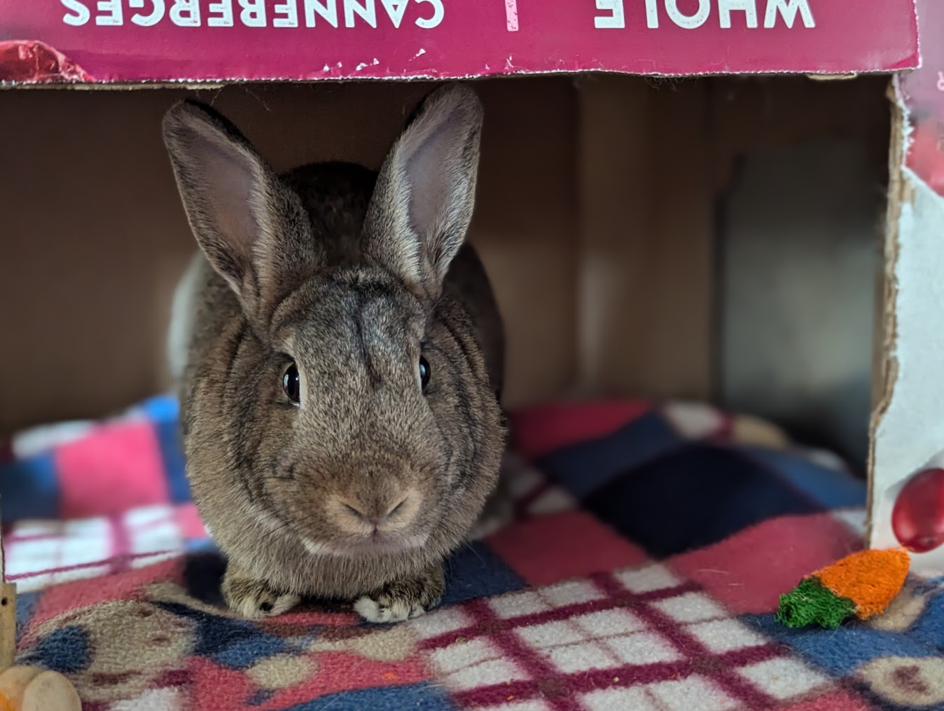 Rabbit for adoption - Adelaide, a Bunny Rabbit in Coquitlam, BC | Petfinder
