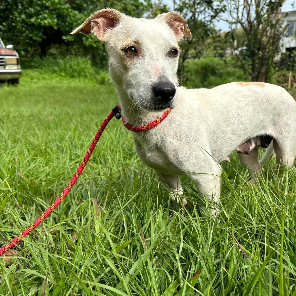Dog for adoption - Ivory, a Mixed Breed in Sherborn, MA | Petfinder