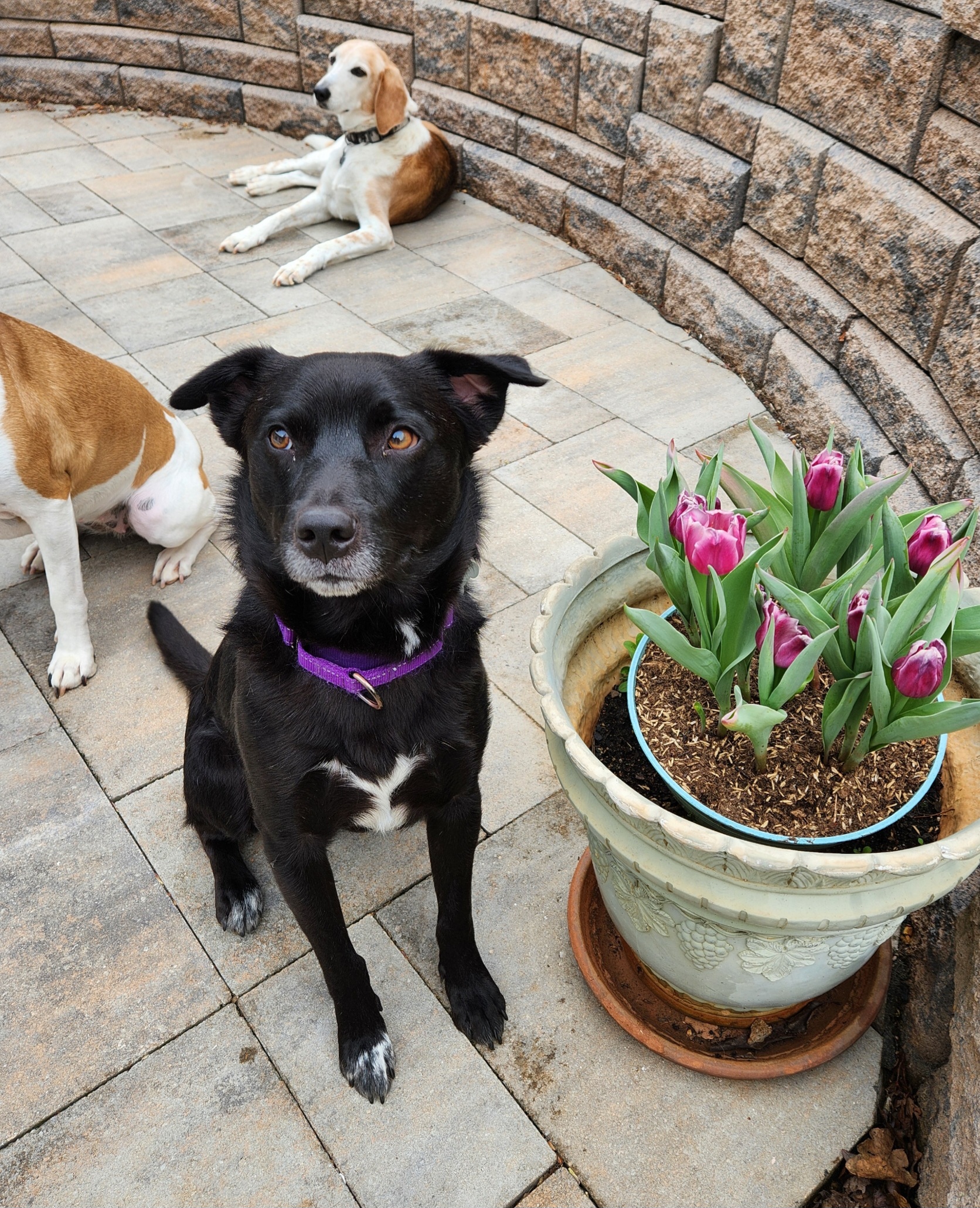 Dog for adoption - Milky Way - in foster care, a Collie & Flat-Coated ...