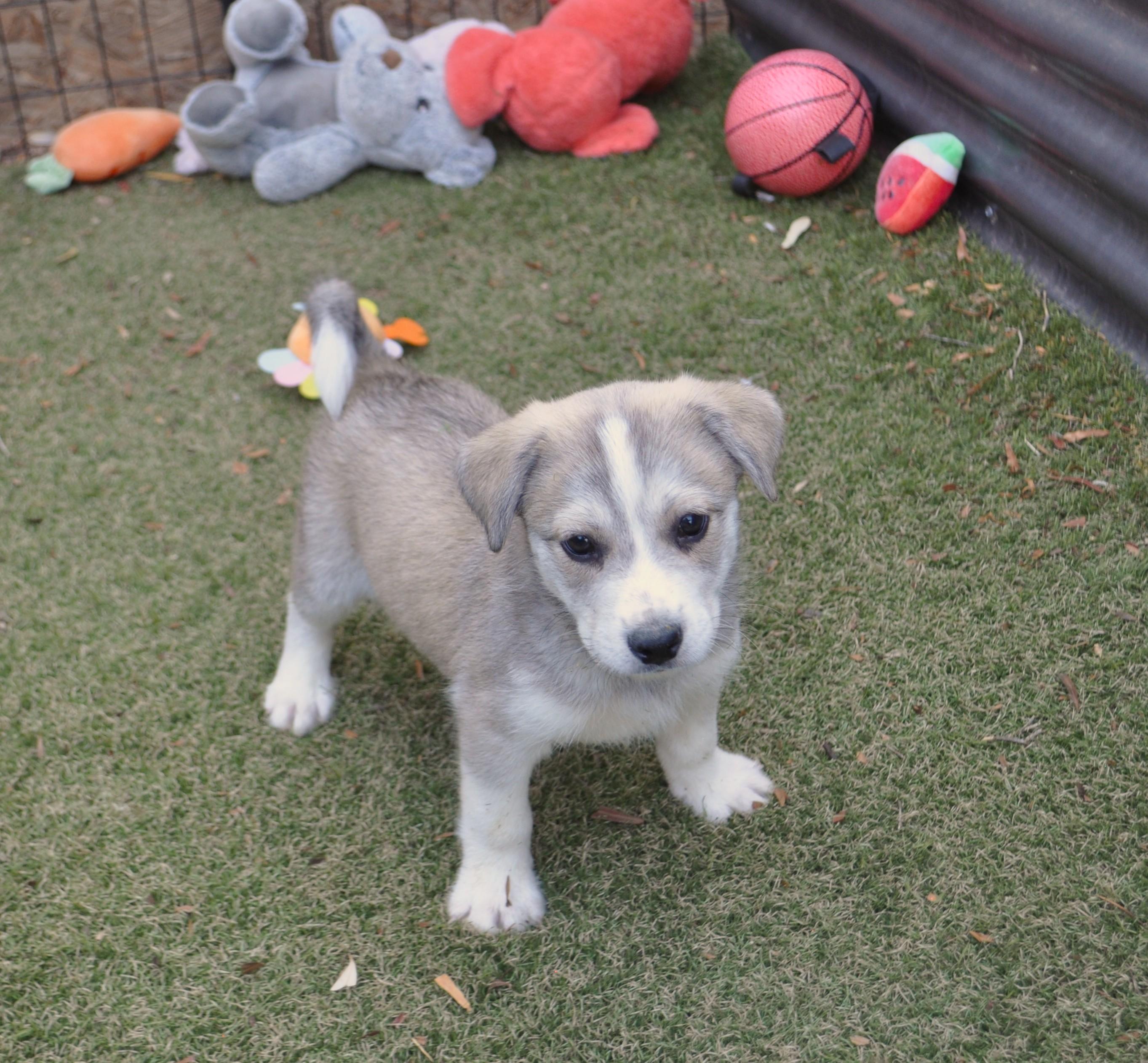 Dog for adoption - Chili Dog, a Border Collie & Labrador Retriever Mix ...