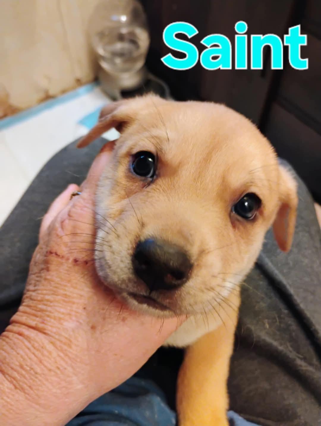 Dog for adoption - lol-P15 Saint, a Yellow Labrador Retriever in ...