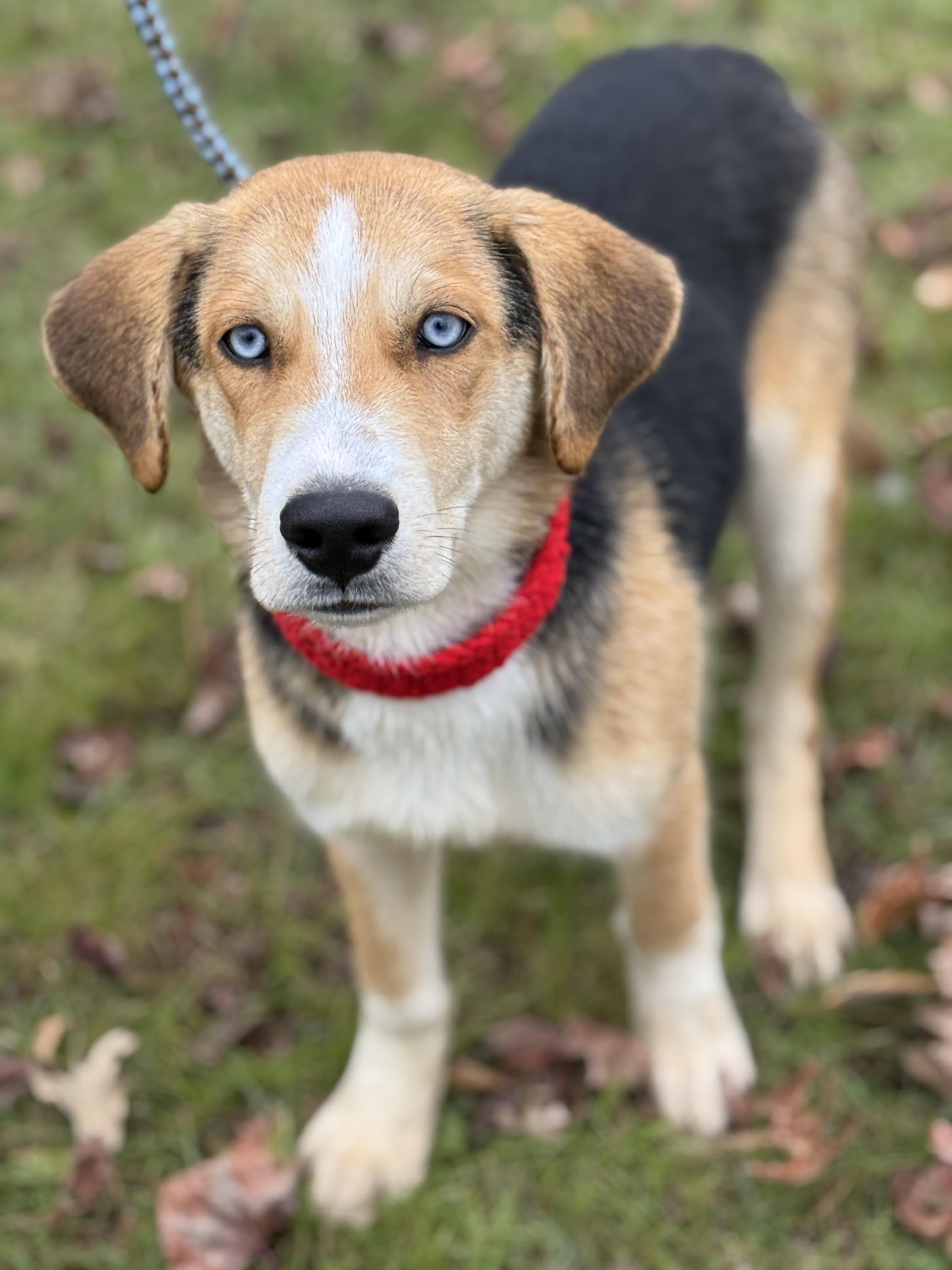 Dog for adoption - Levi, a Husky Mix in Richmond, VA | Petfinder