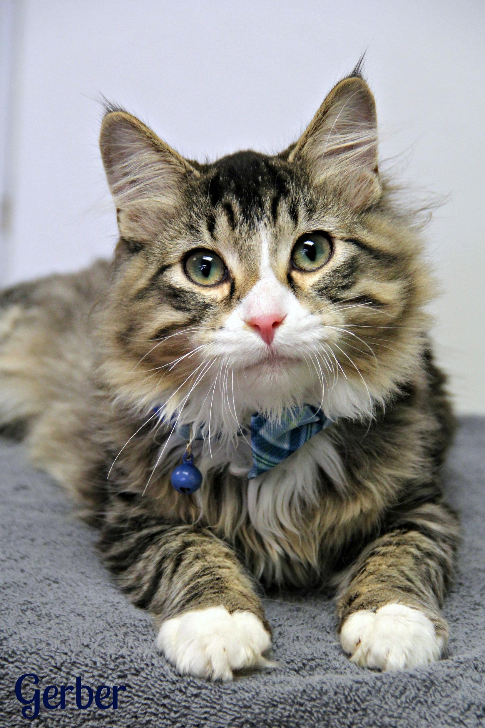 Cat for adoption - Gerber, a Domestic Long Hair in Vinton, IA | Petfinder