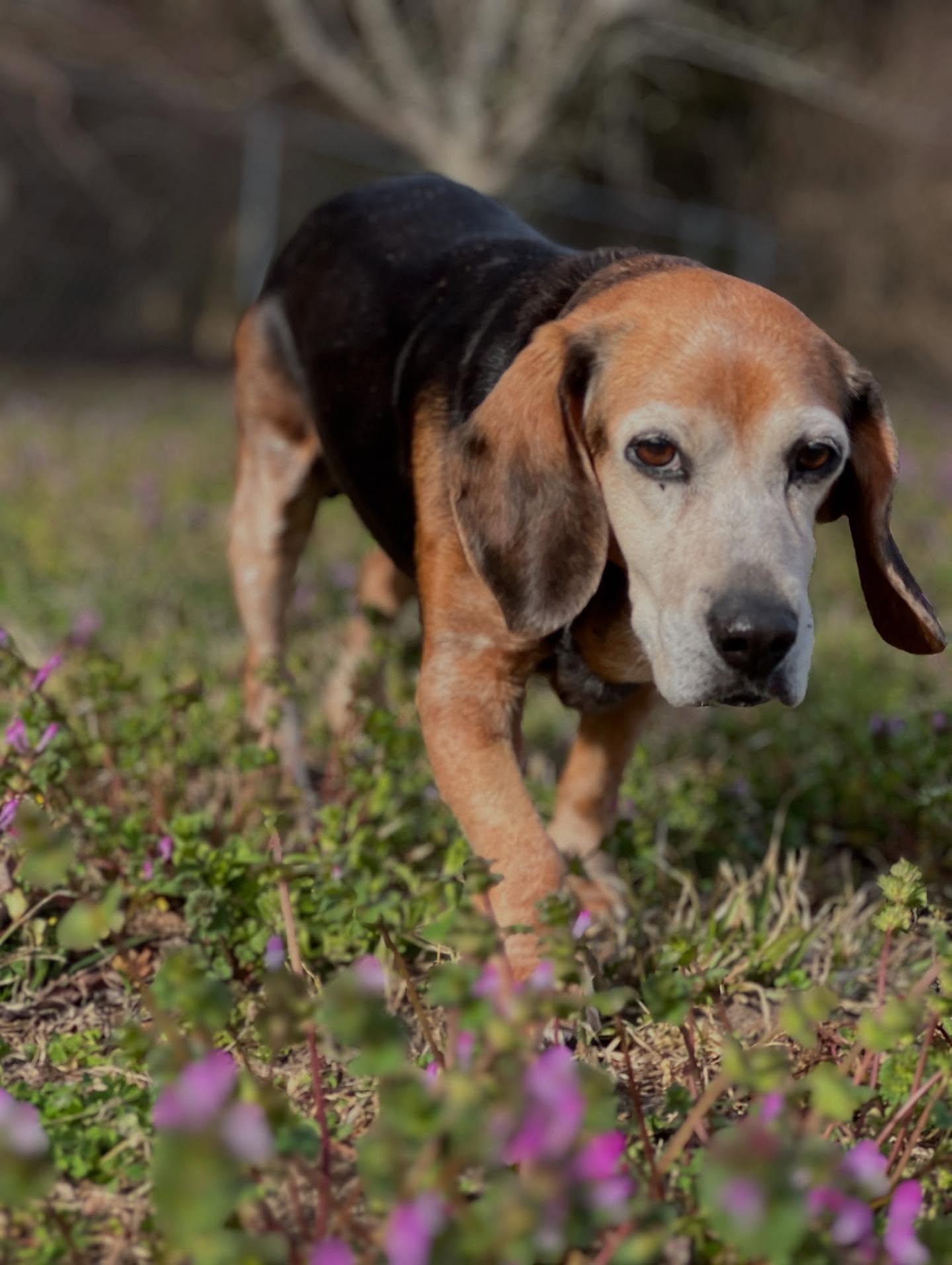 Dog for adoption - Lady Bug, a Beagle in Raleigh, NC | Petfinder