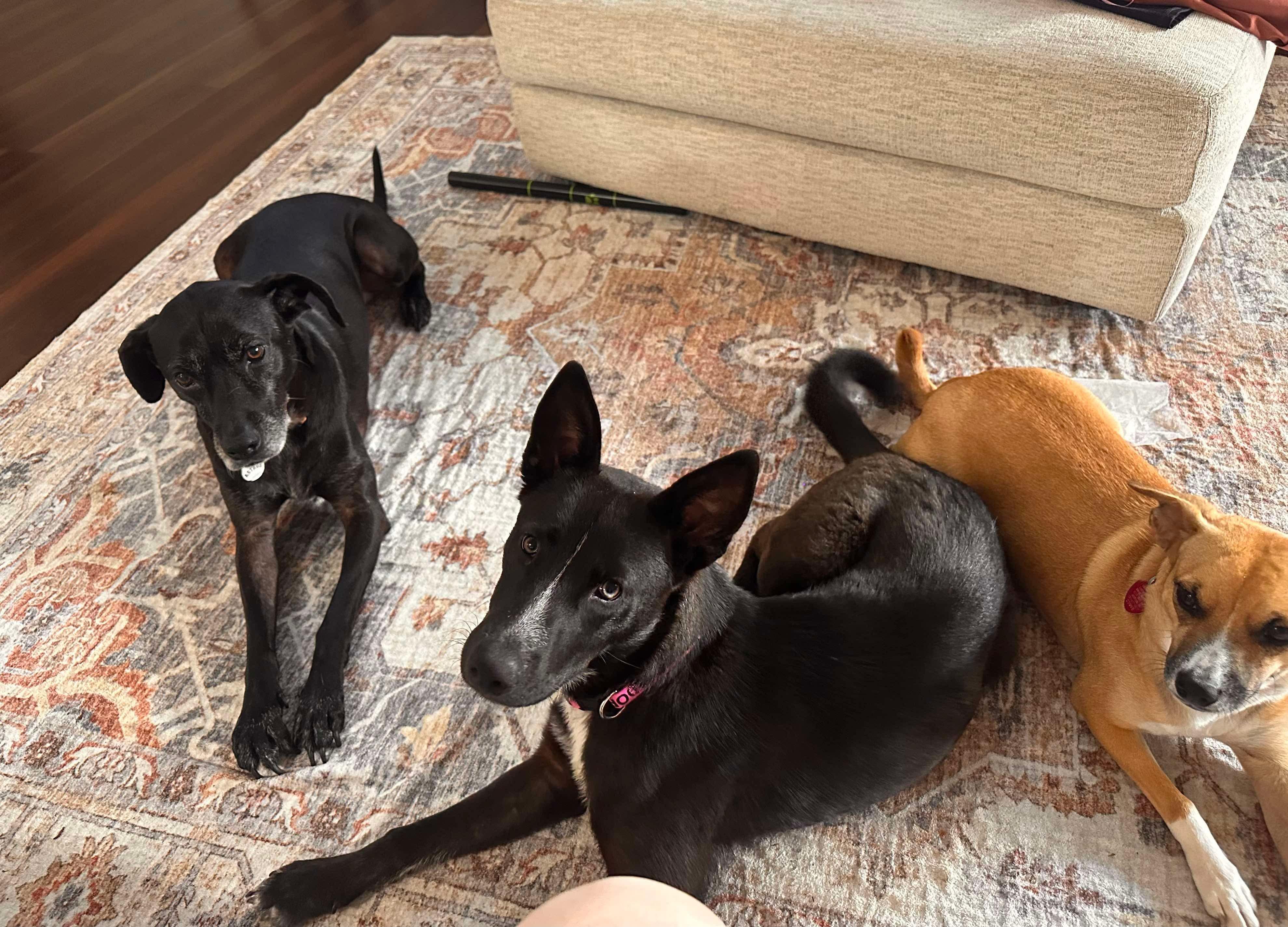 Dog for adoption - Lulu, a German Shepherd Dog & Husky Mix in Windsor ...