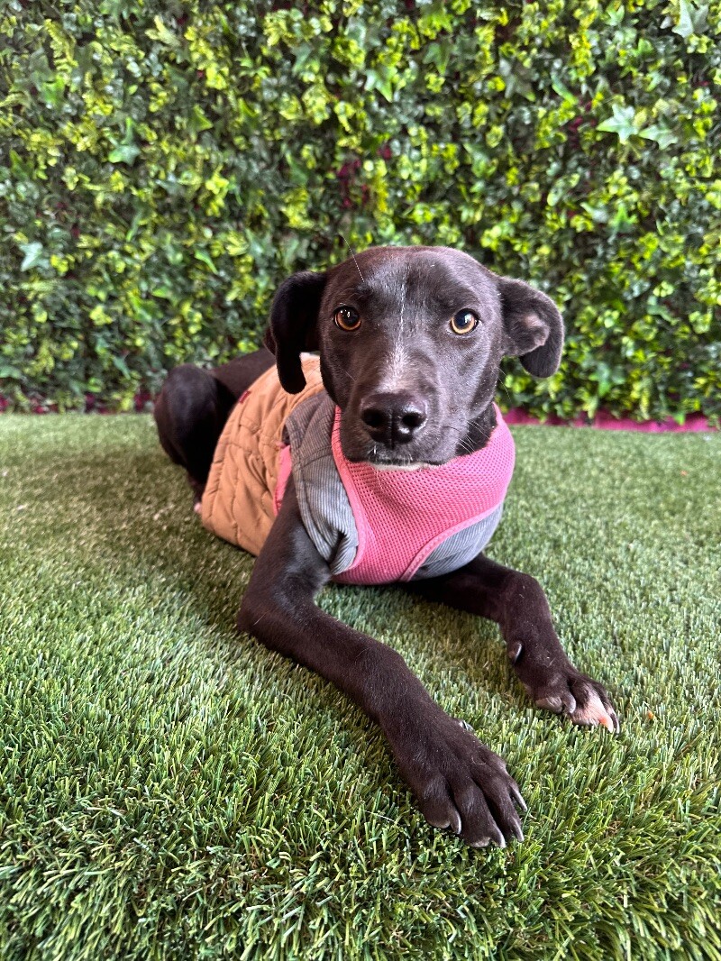 Dog for adoption - Oreo, a Black Labrador Retriever Mix in Carson City ...