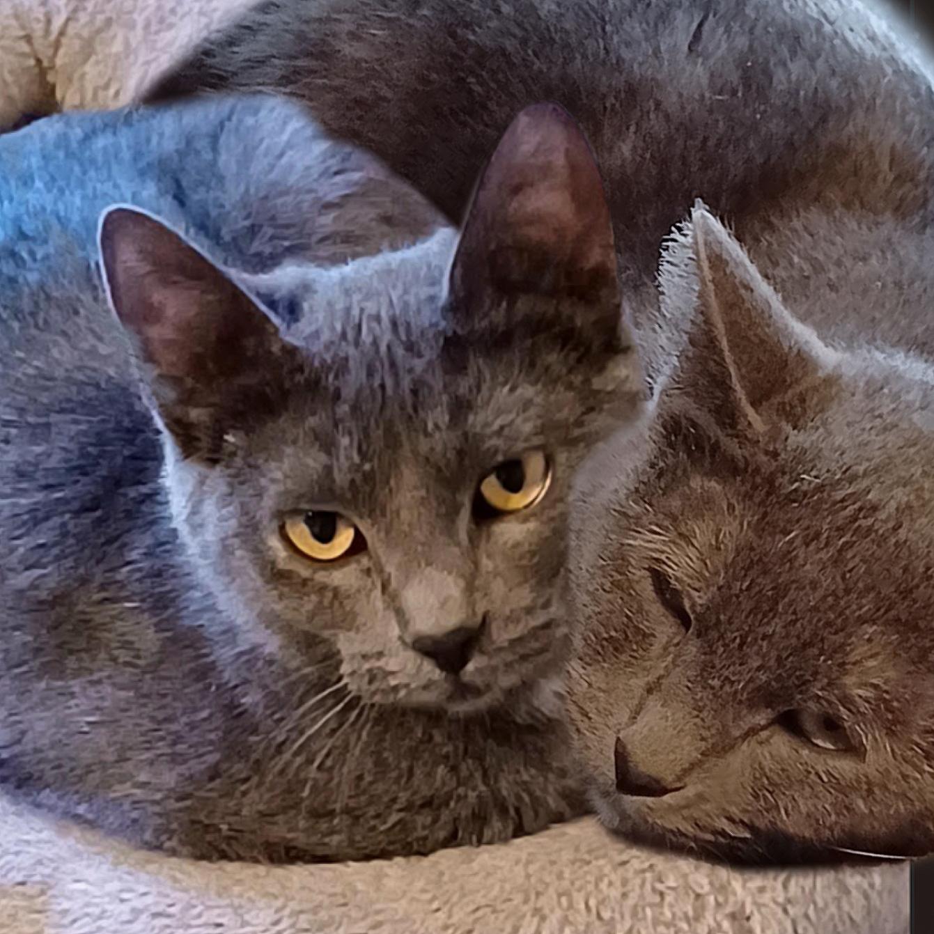 Cat for adoption - Truffle & Pewter (Bonded Pair), a Domestic Short ...