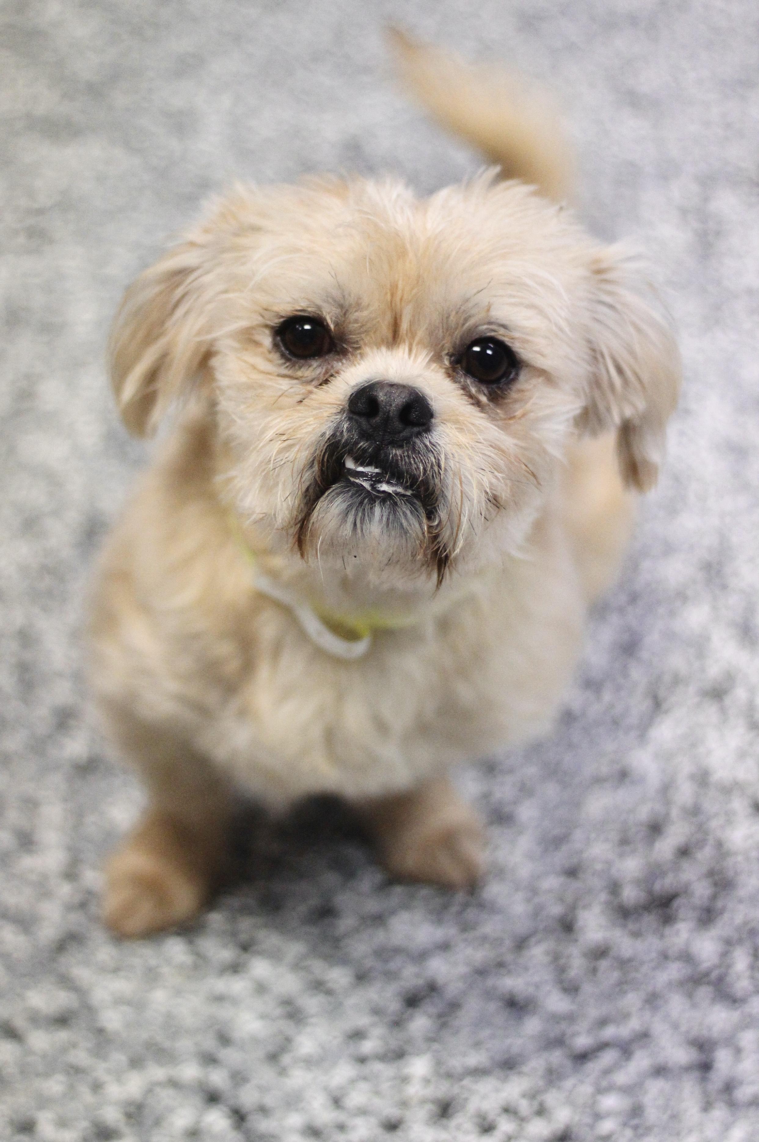 Henny in NH! Come Meet our Adoptable Dogs Wednesday-Saturday. More info ...