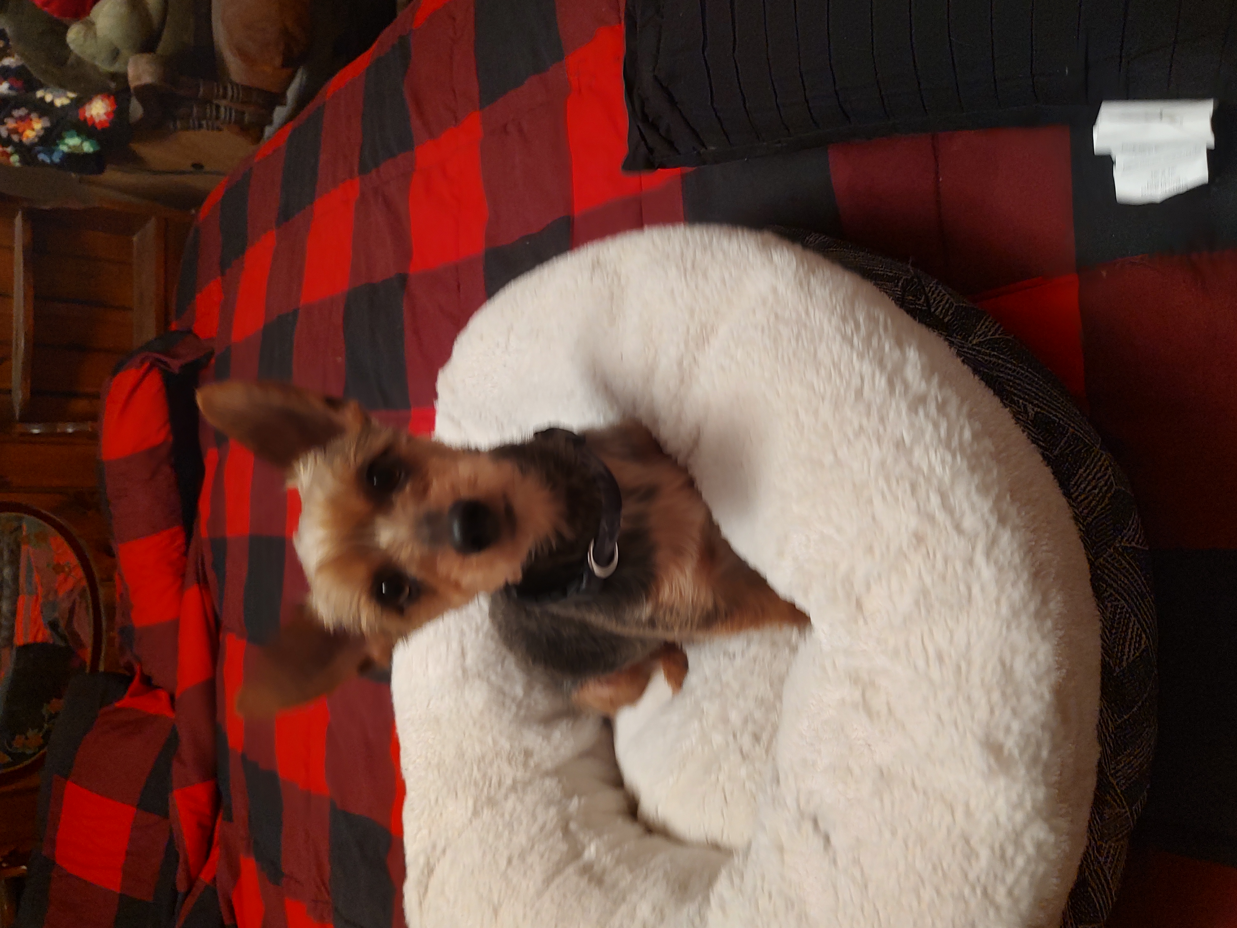 Dog for adoption - Nemo, a Yorkshire Terrier in Sanger, TX | Petfinder