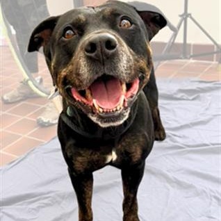Dog for adoption - "Pluto", a Rottweiler & American Staffordshire ...