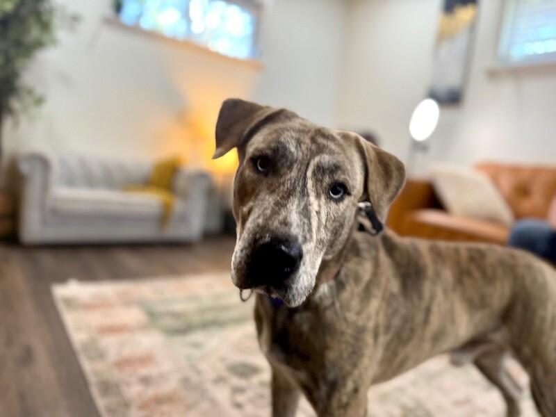 Dog for adoption - Finnean The Gentle Boy, a Catahoula Leopard Dog Mix ...