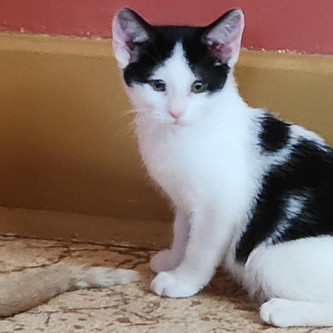 Cat for adoption - Gimli, a Domestic Short Hair in Kirklin, IN | Petfinder