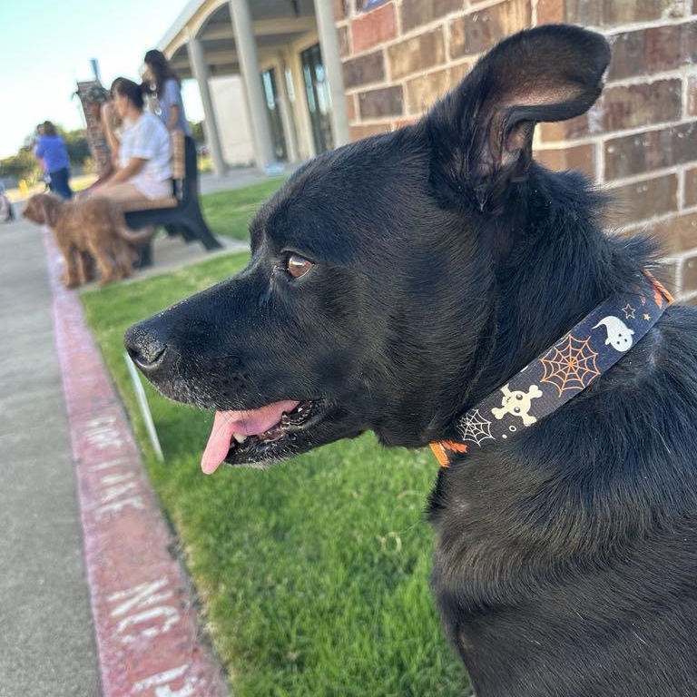 Dog for adoption - Ellie, a Black Labrador Retriever & Border Collie ...