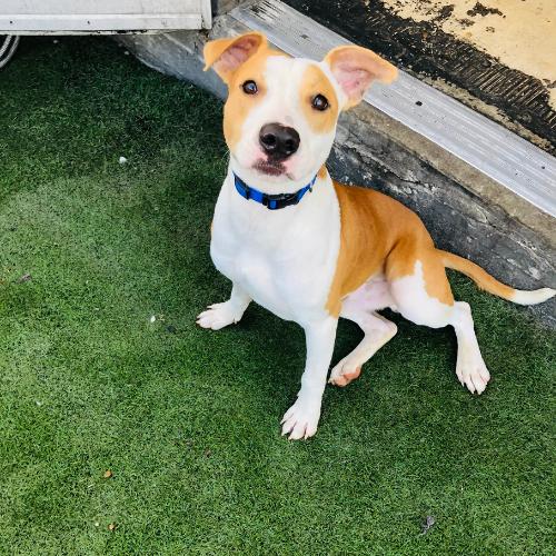 Dog for adoption - Rolo JD, a Beagle Mix in Catonsville, MD | Petfinder